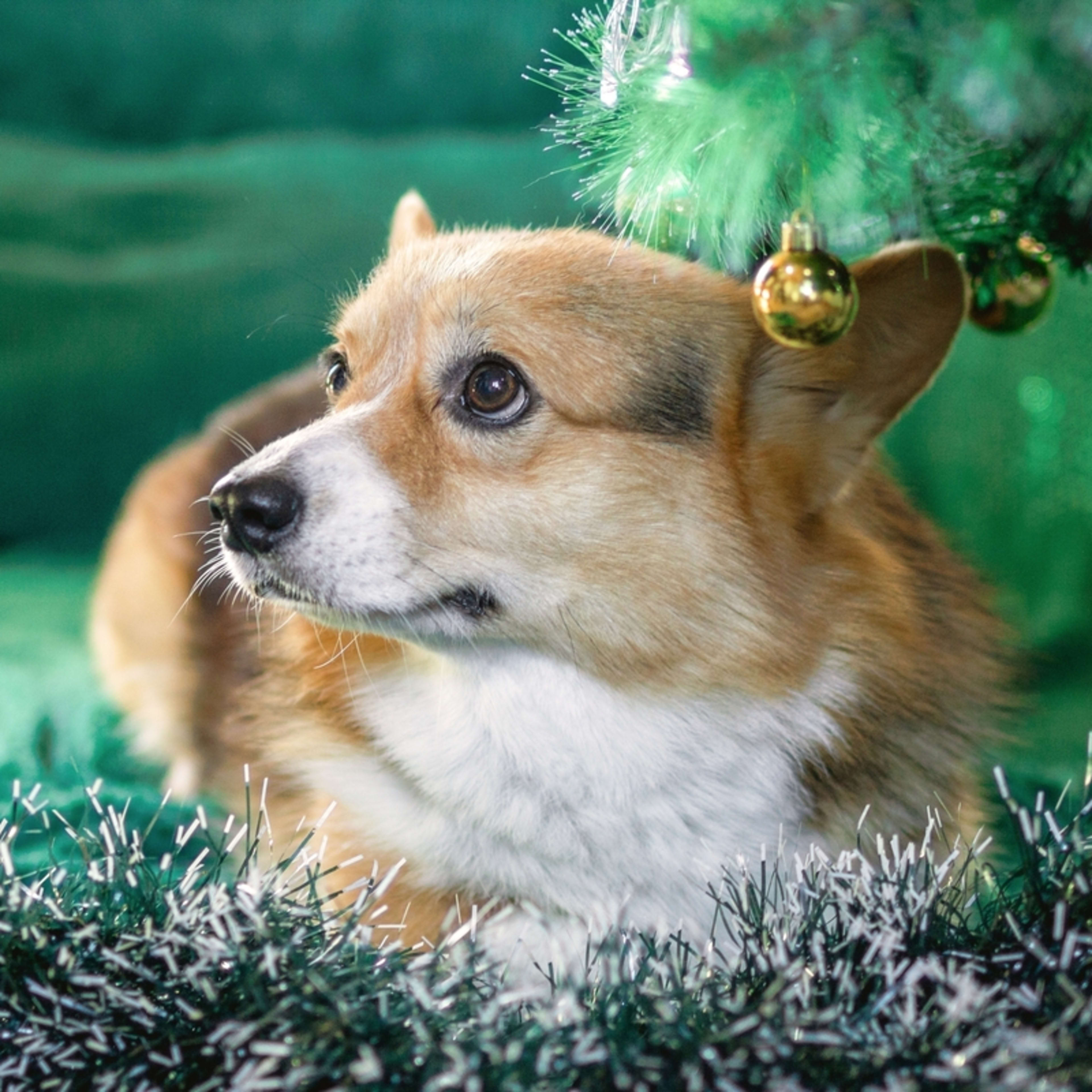 Trader Joe's Now Has Your Dog's Favorite Festive Tradition - Parade Pets