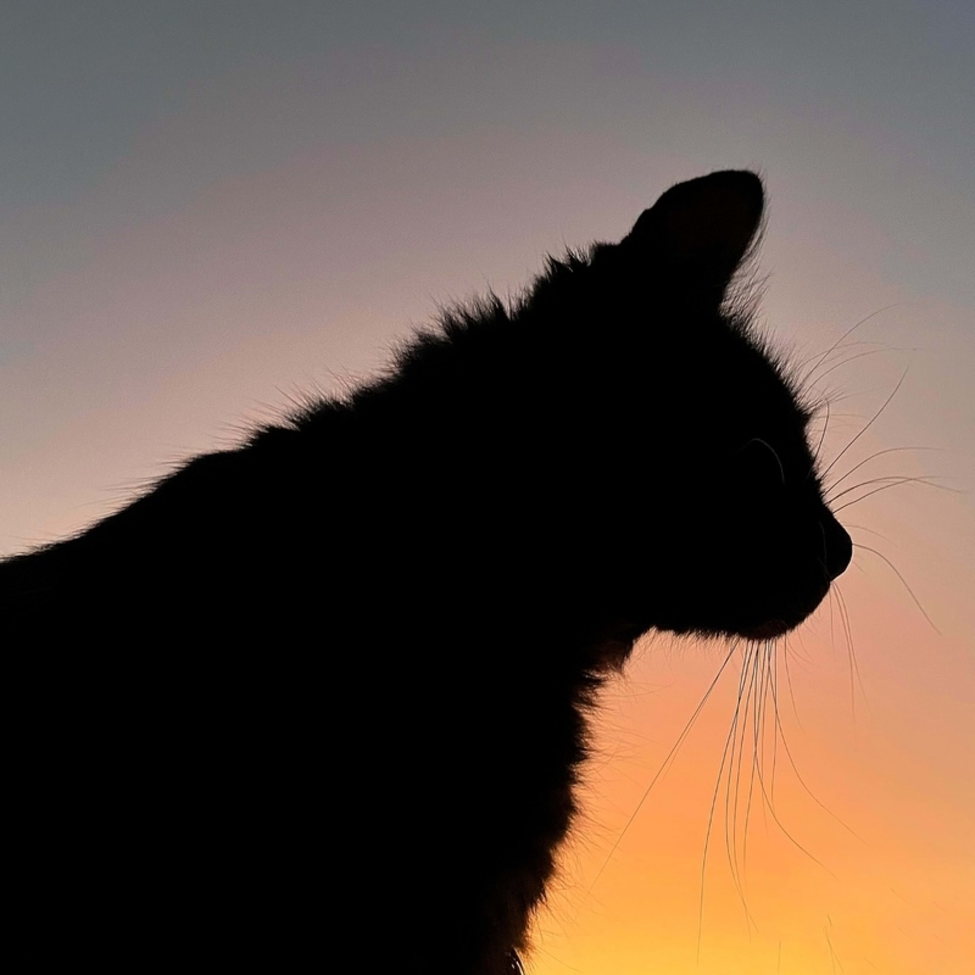 Is It Safe to Kiss a Dog on the Mouth? A Vet Explains - Parade Pets