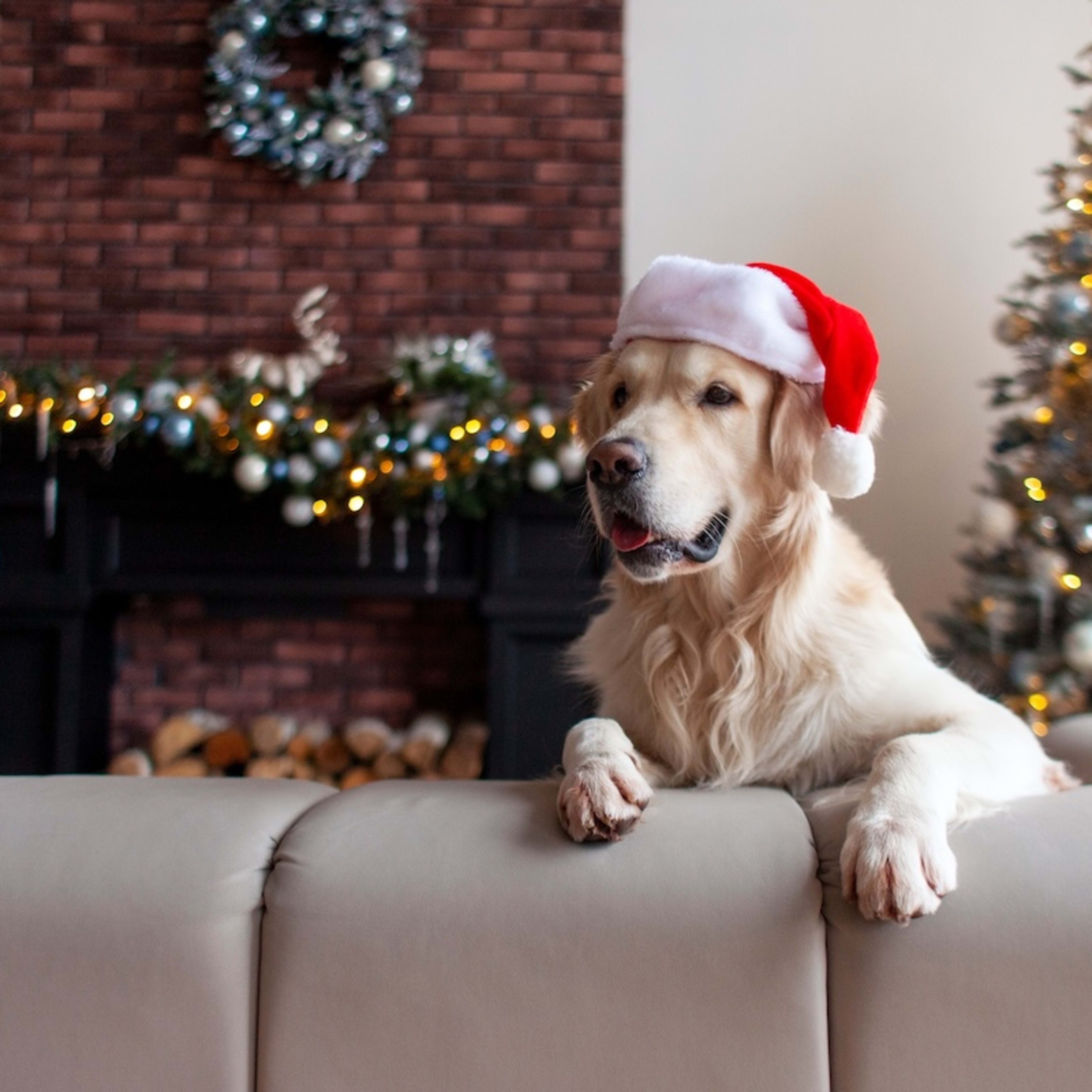 7 Softest Dog Breeds for Fluffy Fur Cuddling - Parade Pets