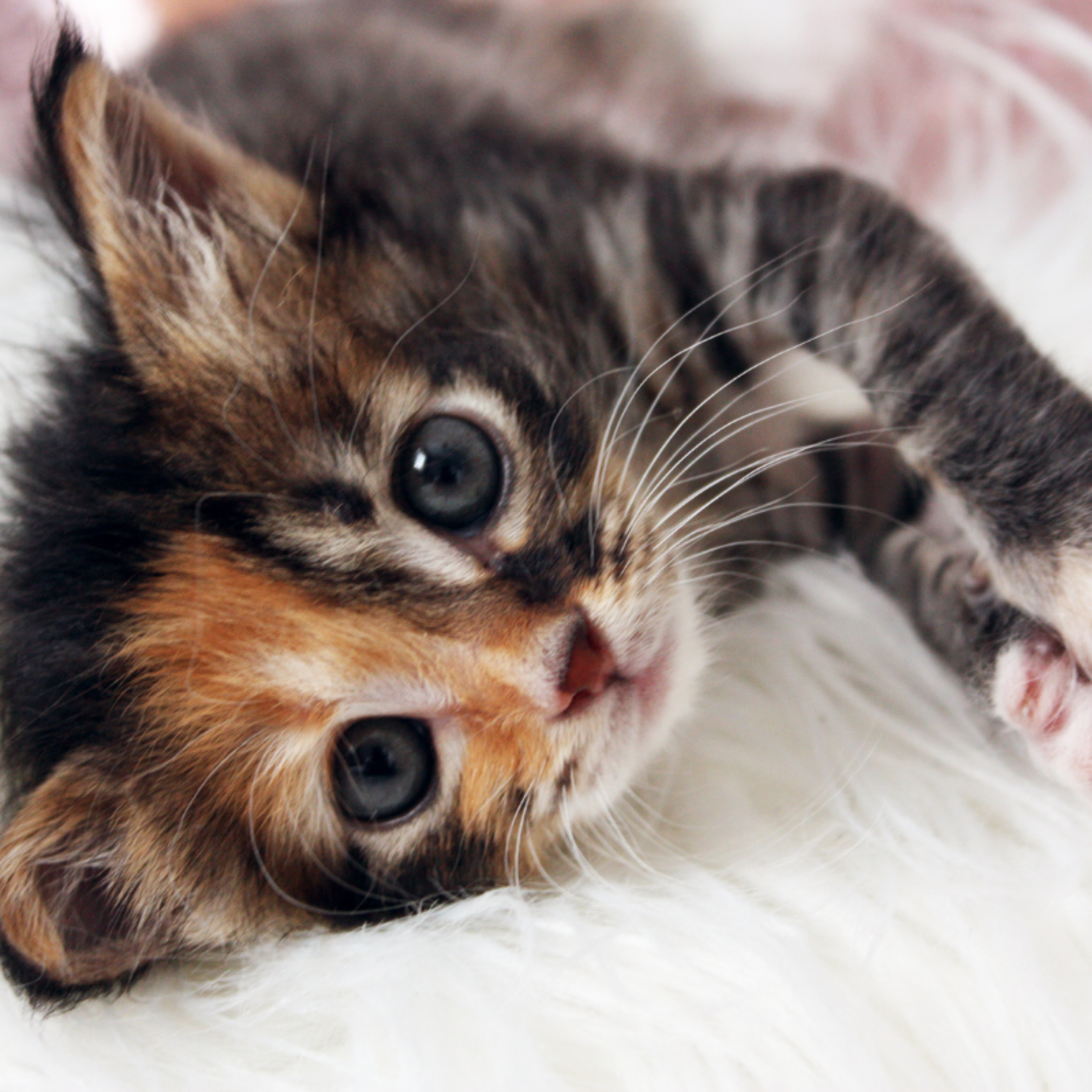 4 Types of Collie Dog Breeds, According to Experts - Parade Pets