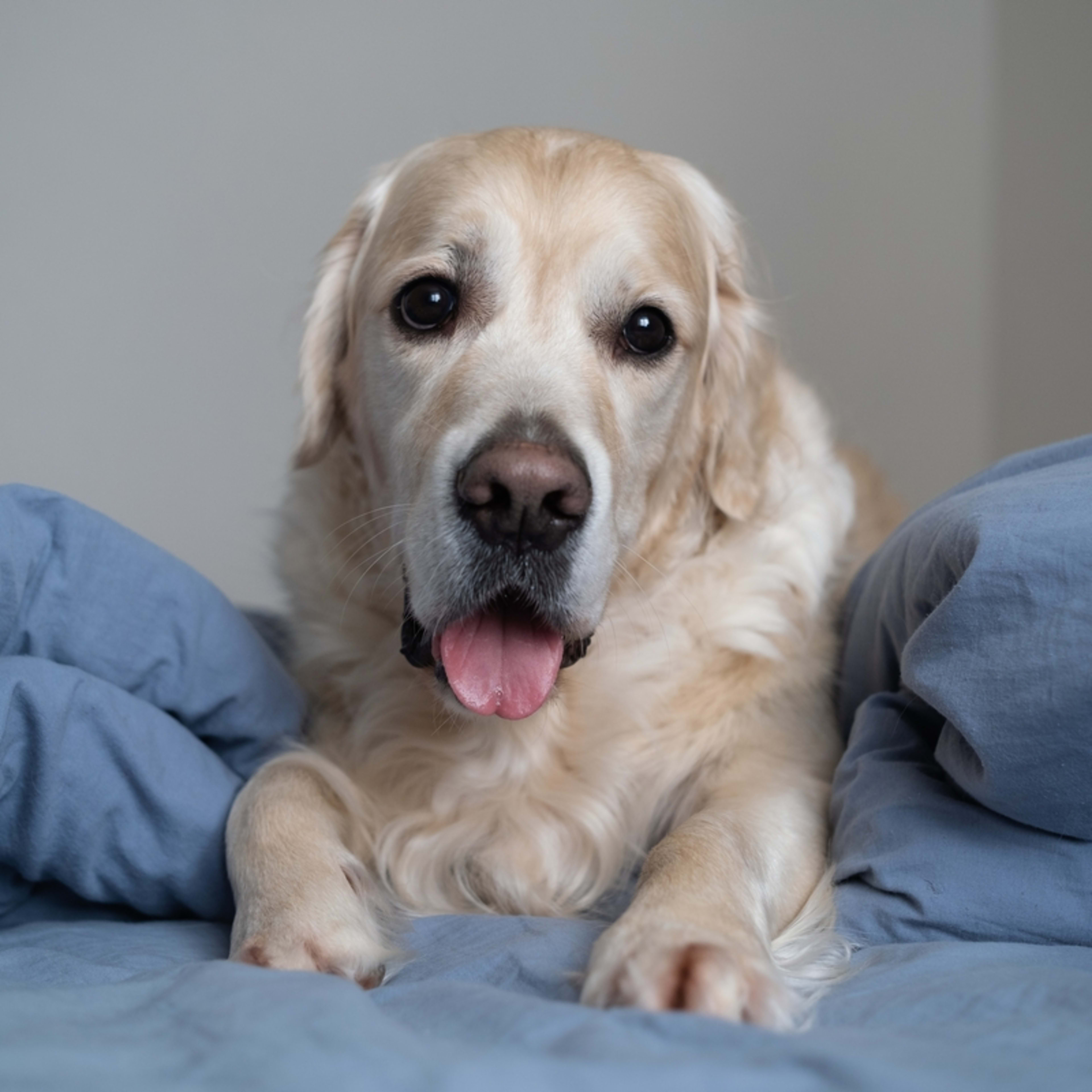 Dog Parent Just Wanted One Nice Photo and the Golden Retriever Had ...