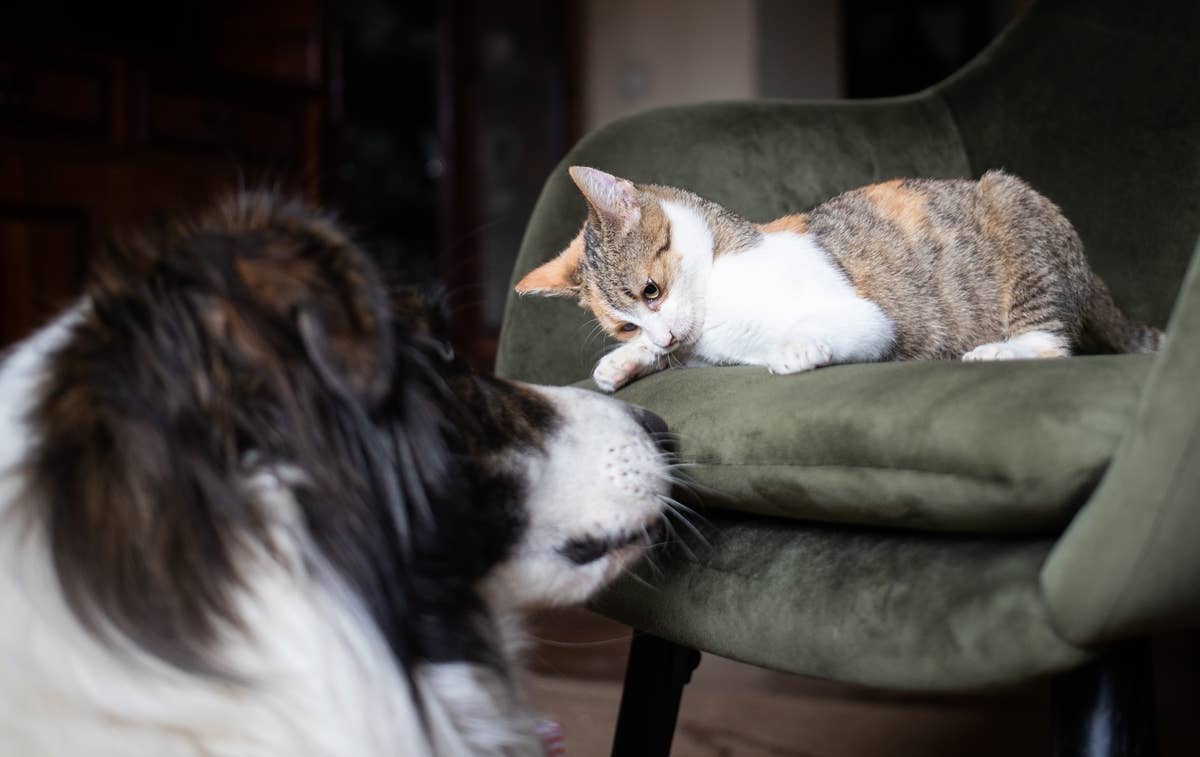 Australian Shepherd - Parade Pets