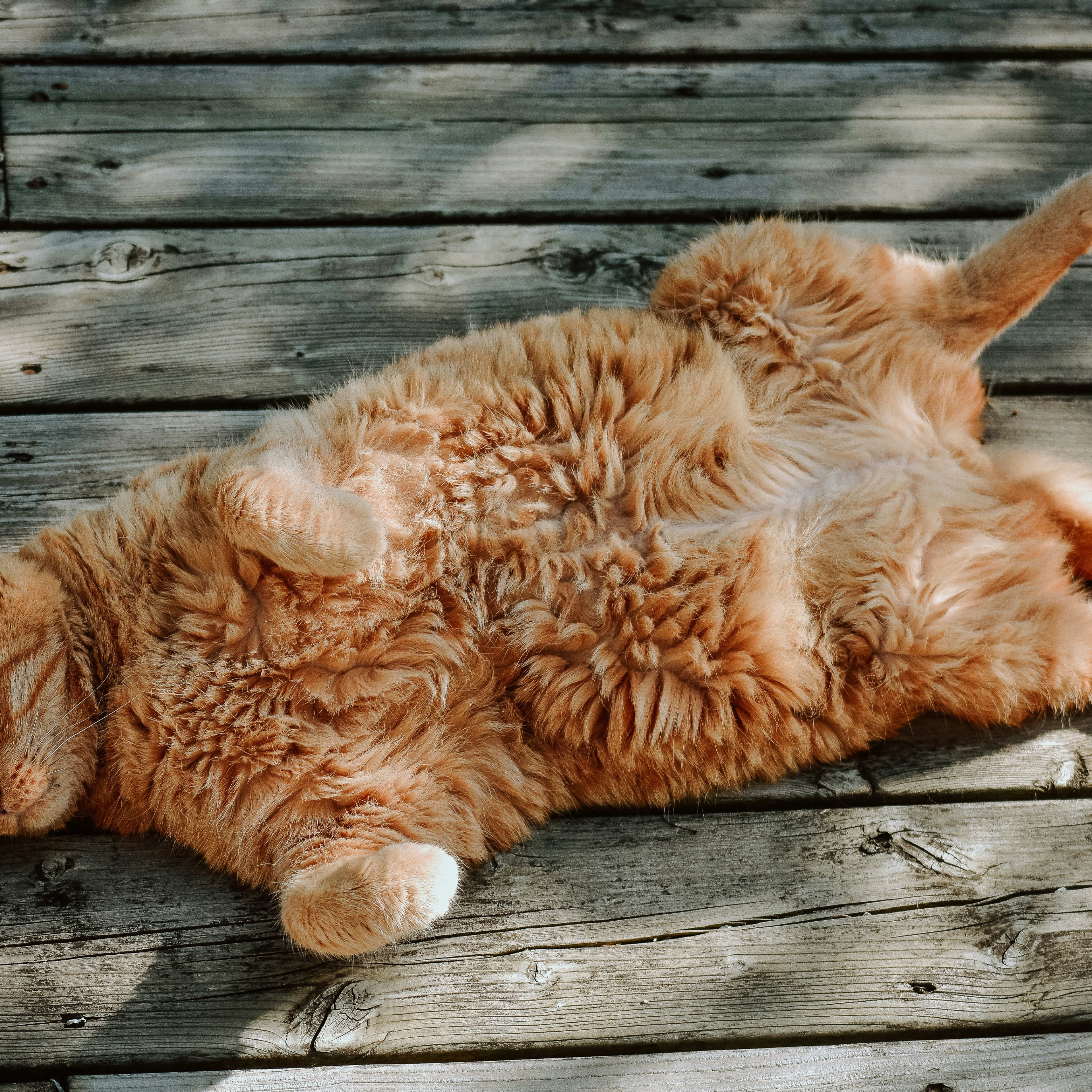 Black Cat’s Morning Routine With the Mailman Is the Cutest Mail ...
