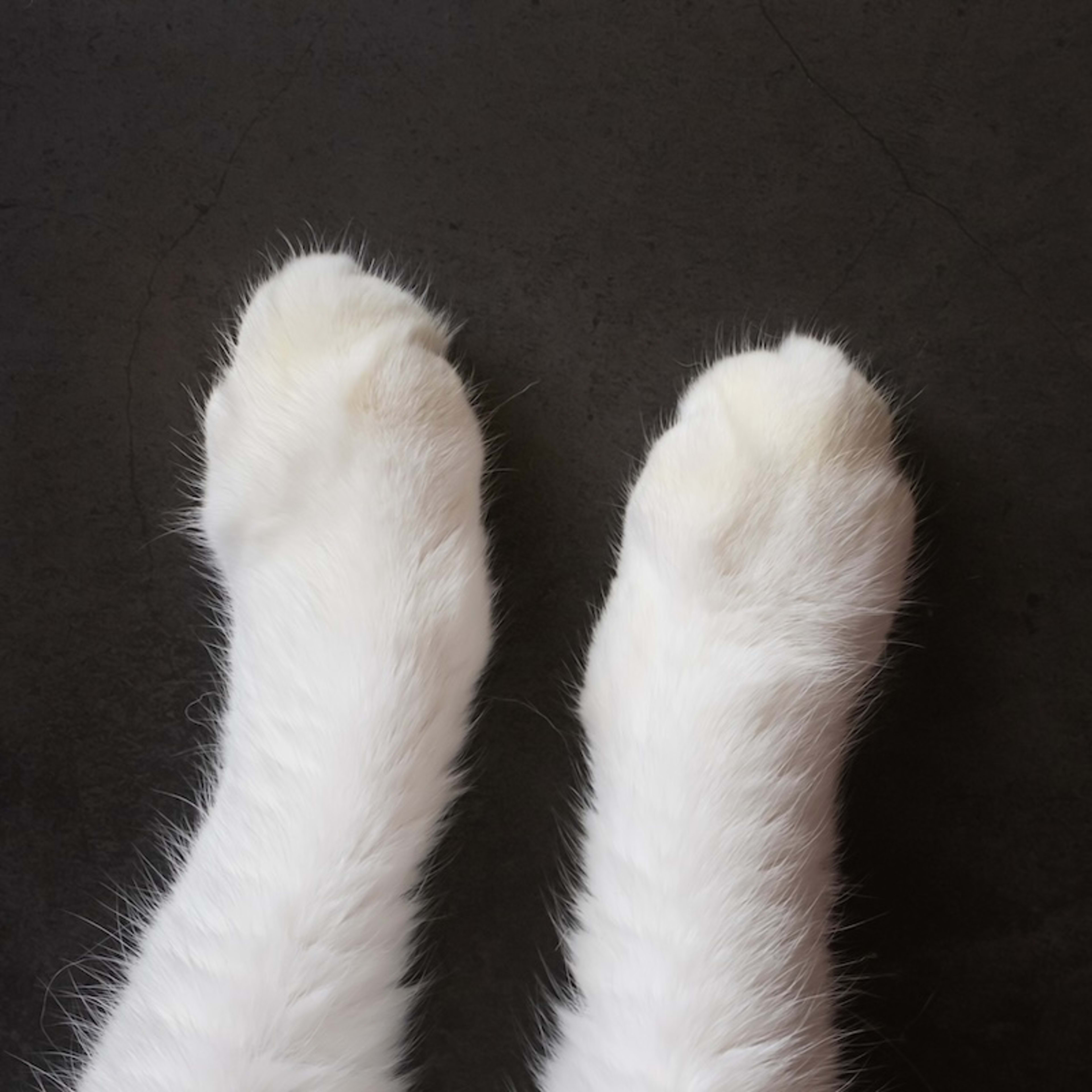 White Scottish Fold Cat Lounging in the Sink Has One Brain Cell Working ...