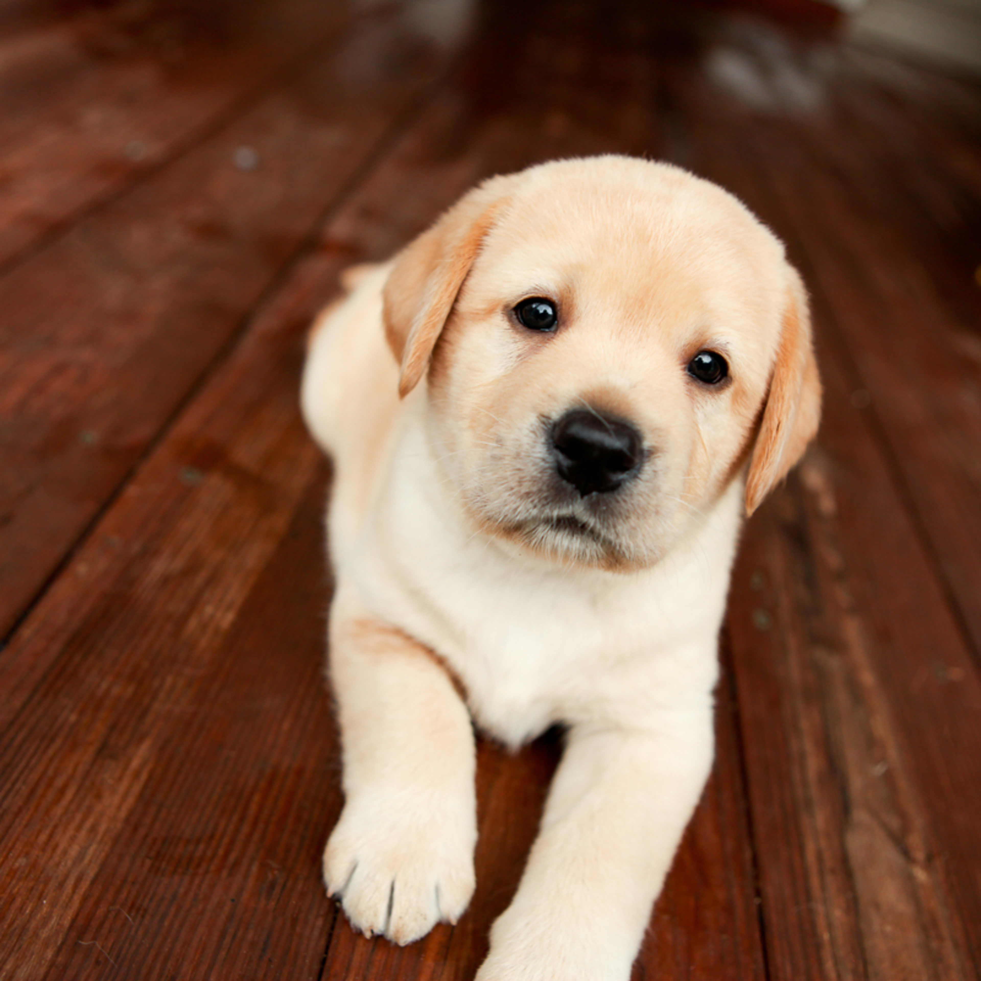 French Bulldogs Have Their Own Dance Party and It's as Epic as It ...