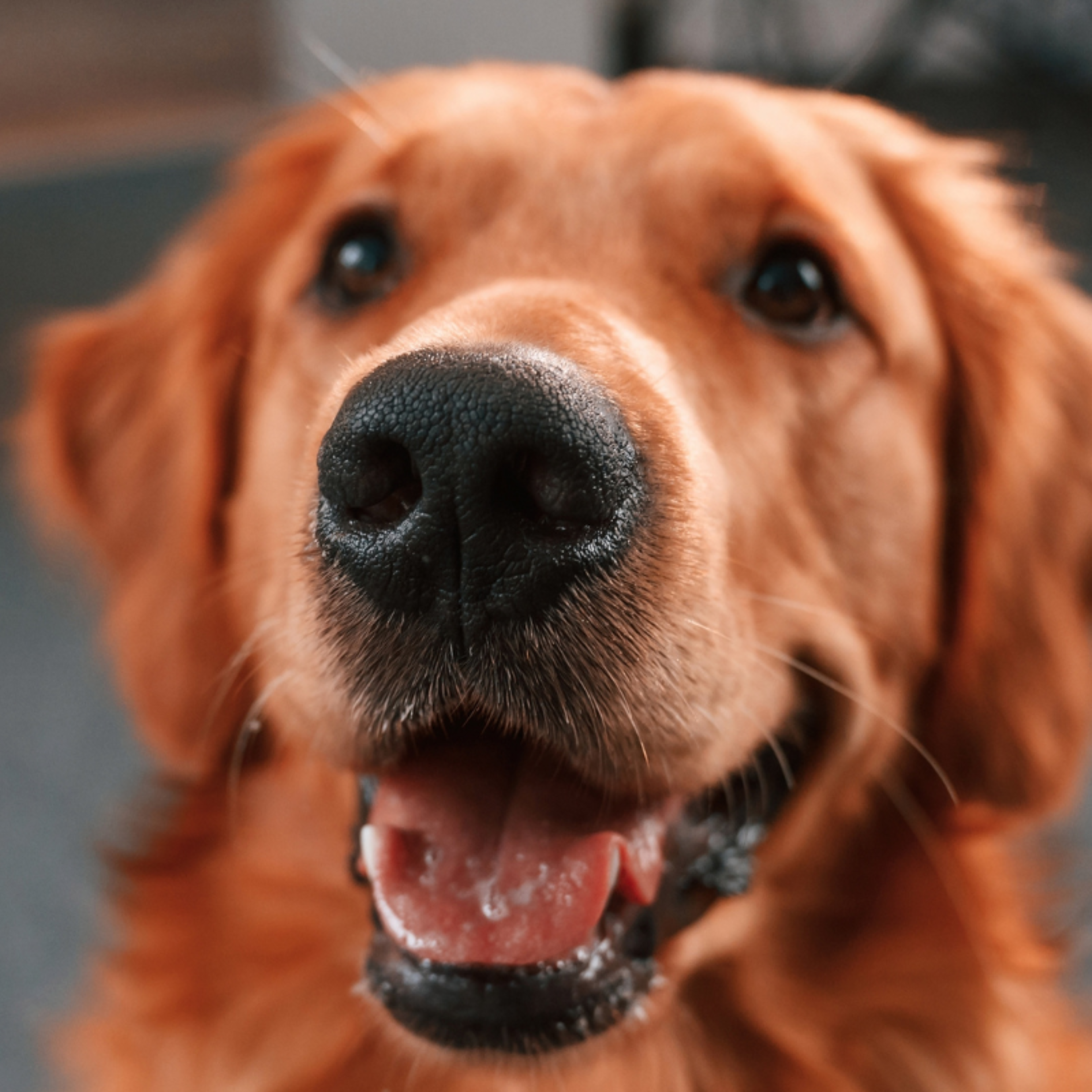 Golden Retriever Puppy's Sad Face When Mom Leaves for Work Would Make ...