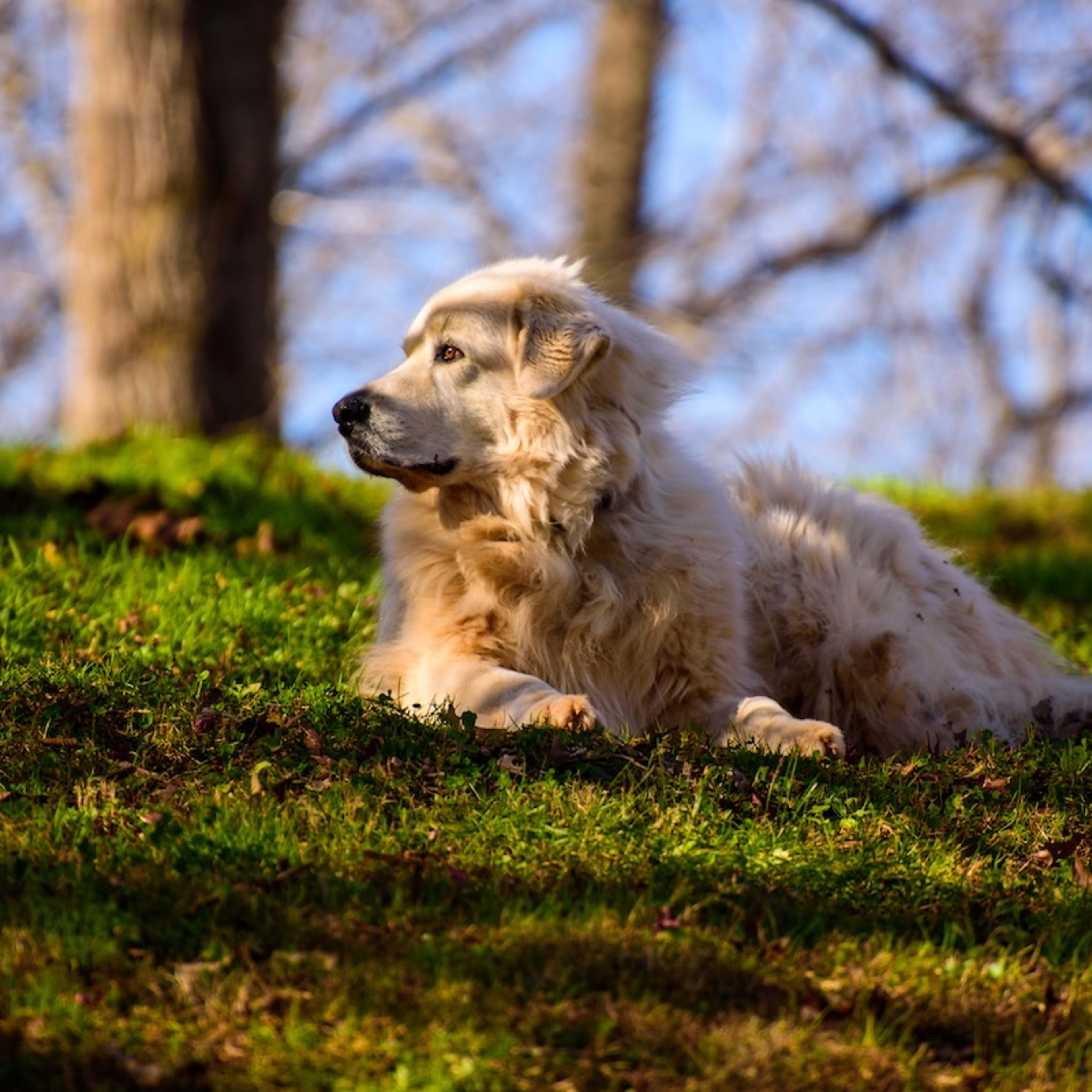 Great Pyrenees Puppy’s Game Goes Wrong in the Best Way - Parade Pets
