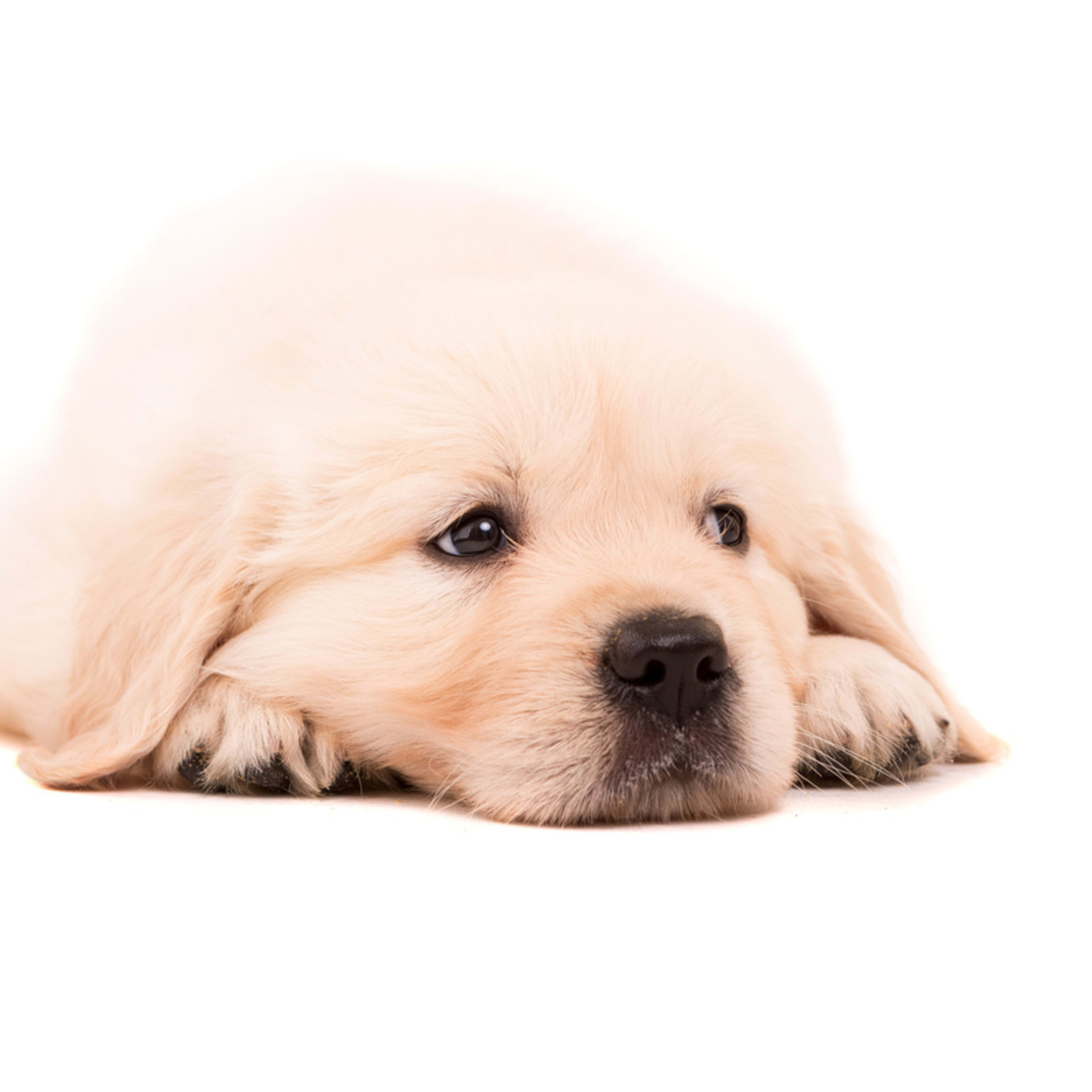 Golden Retriever’s 'Guilty Face' Eating Cat Food Says It All - Parade Pets
