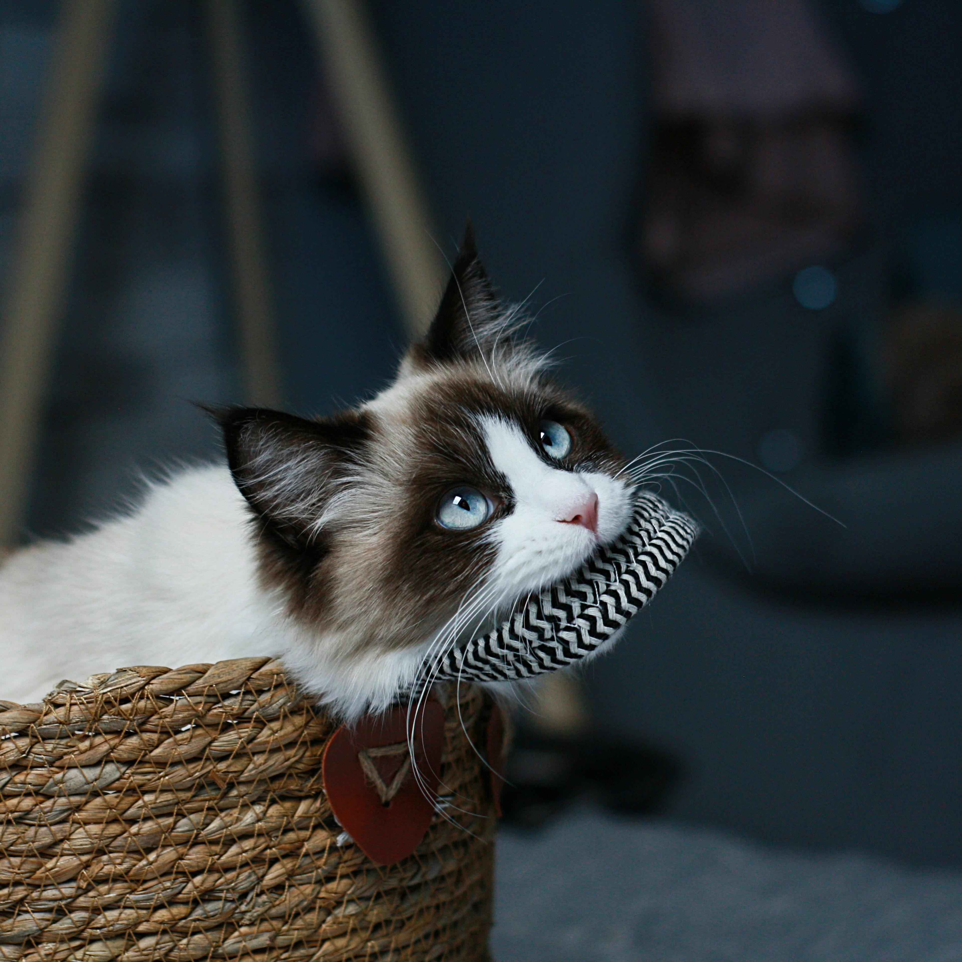 Cat's Cute 'Daily Updates' for Mom Are Music to Everyone's Ears ...