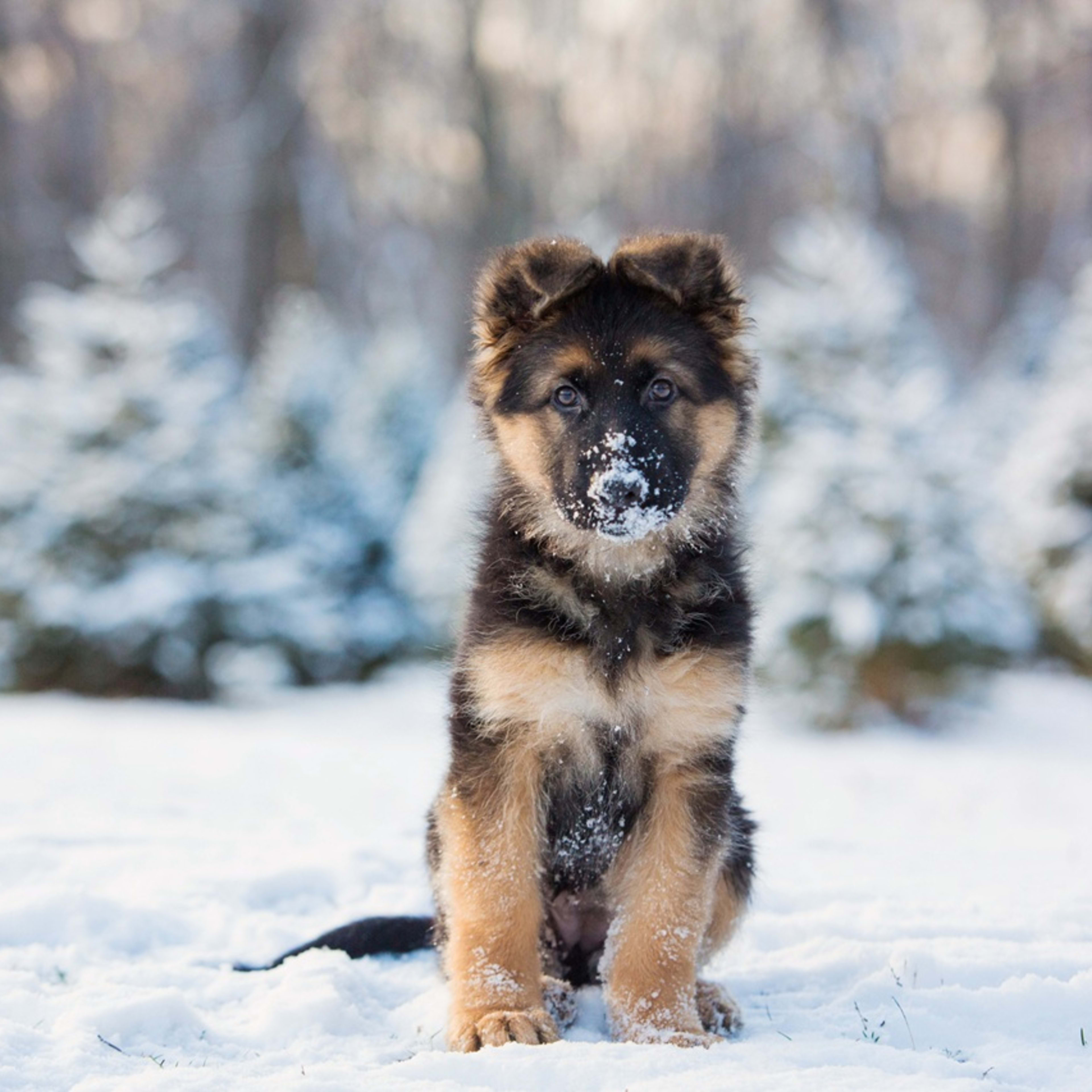 8 Heartwarming Signs Your Cat is Happy You’re Home, Say Vets - Parade Pets