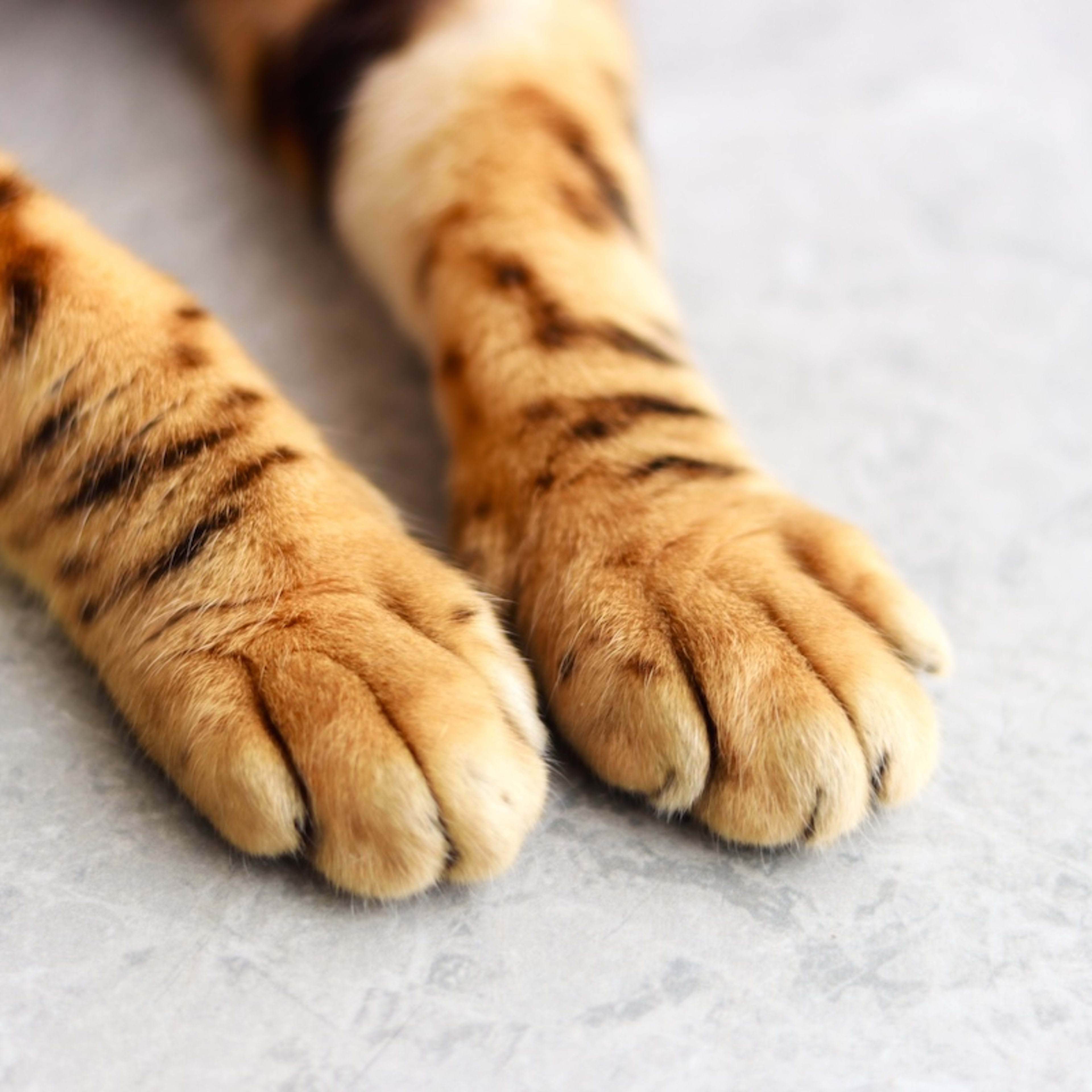 Tortoiseshell Cat's Irish Dancing Talents Are So Impressive - Parade Pets