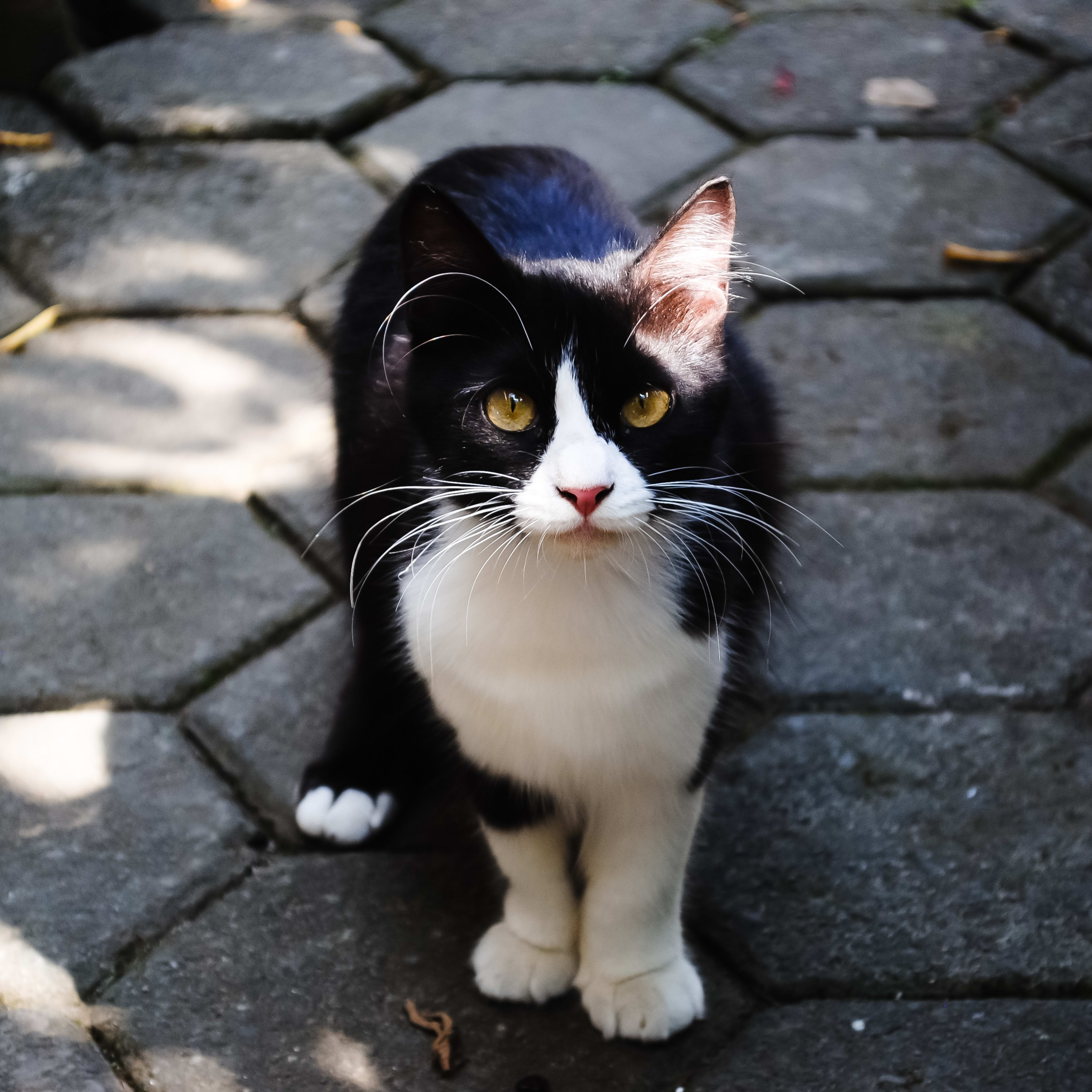 Himalayan Cat Chilling Like a Human Appears To Be Contemplating Life ...