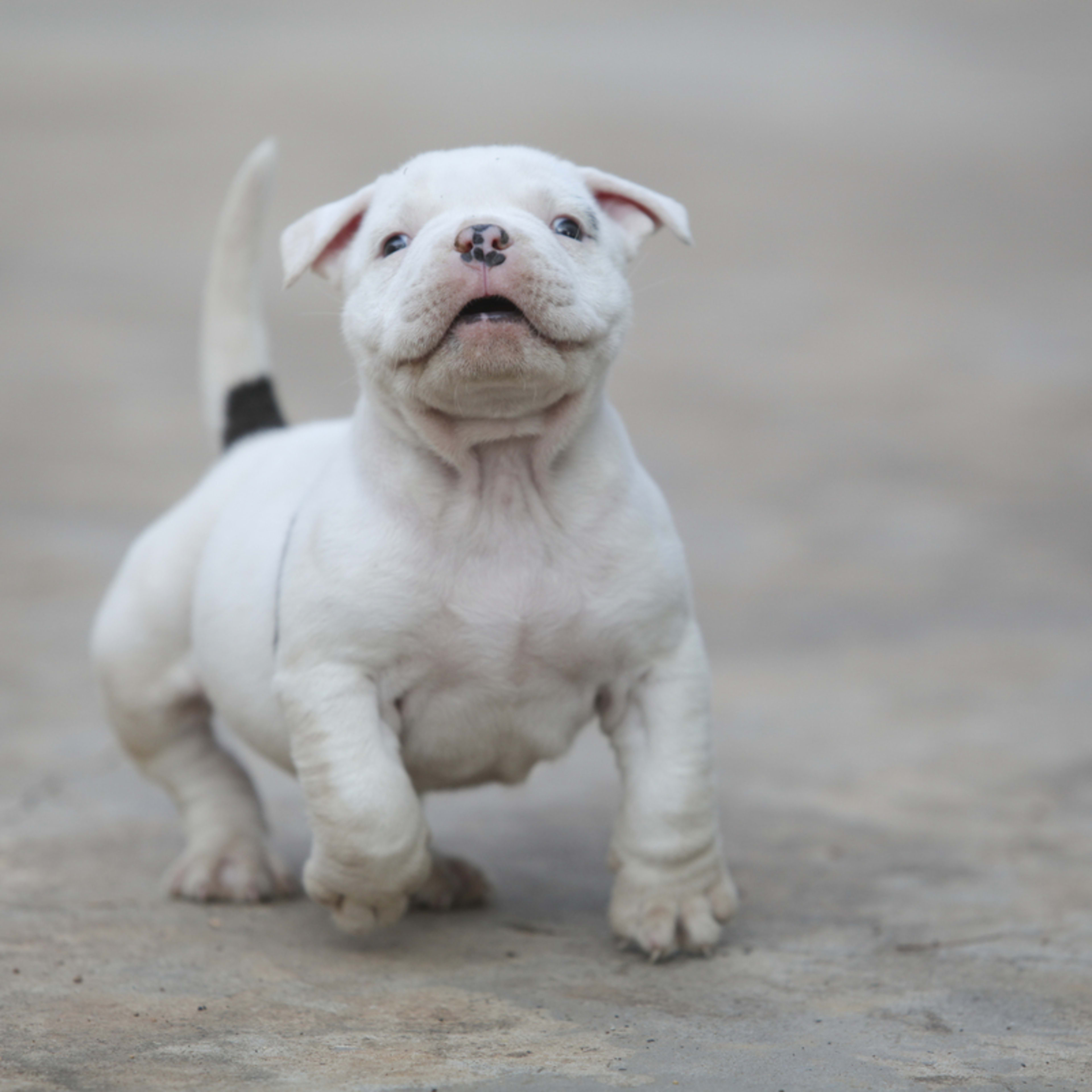 Pit Bull Foster Family Picks up New Puppy Named Piglet and We're Crying ...