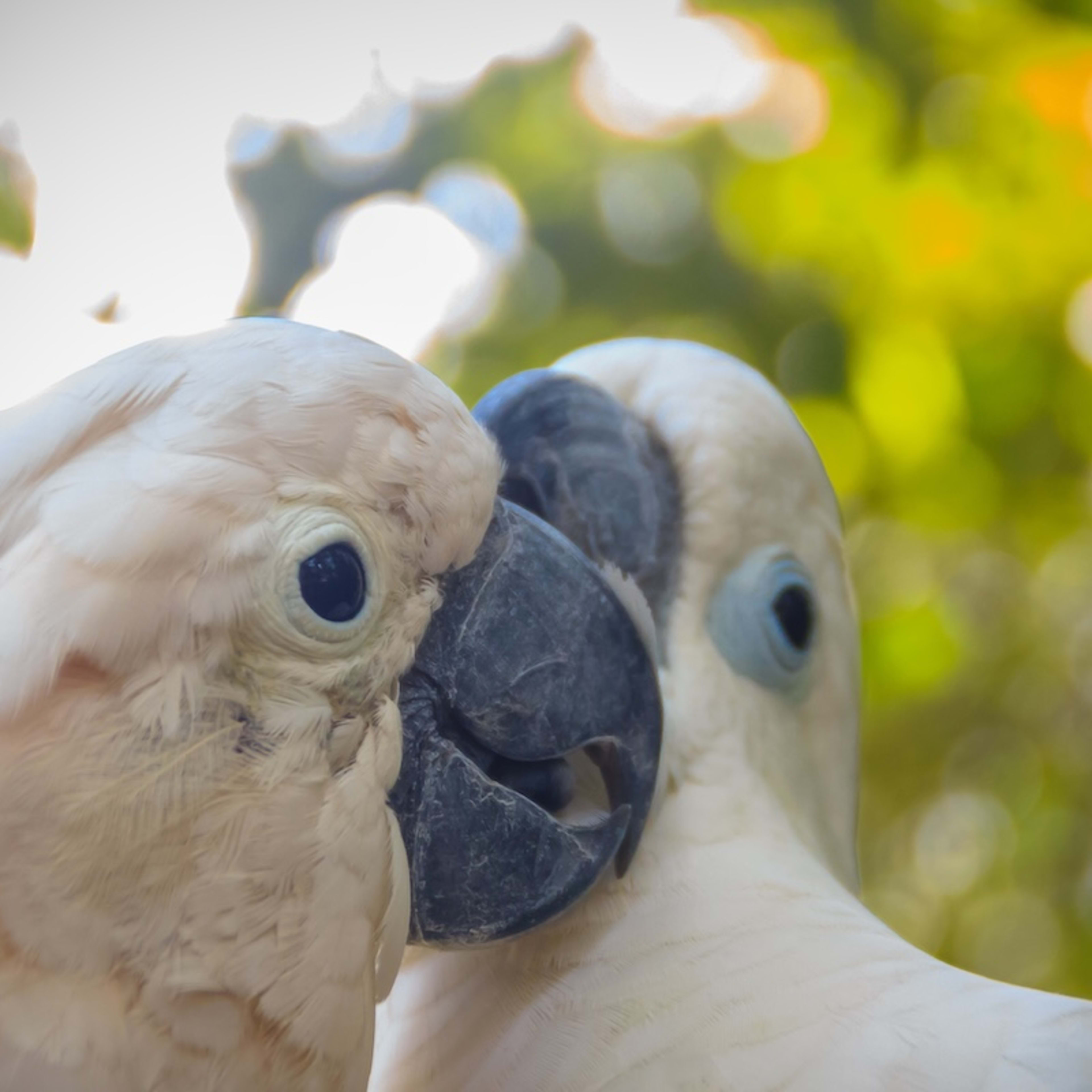 Orange Cat Is 'Blissed Out on Kisses' and It's So Cute, We Can't Take ...