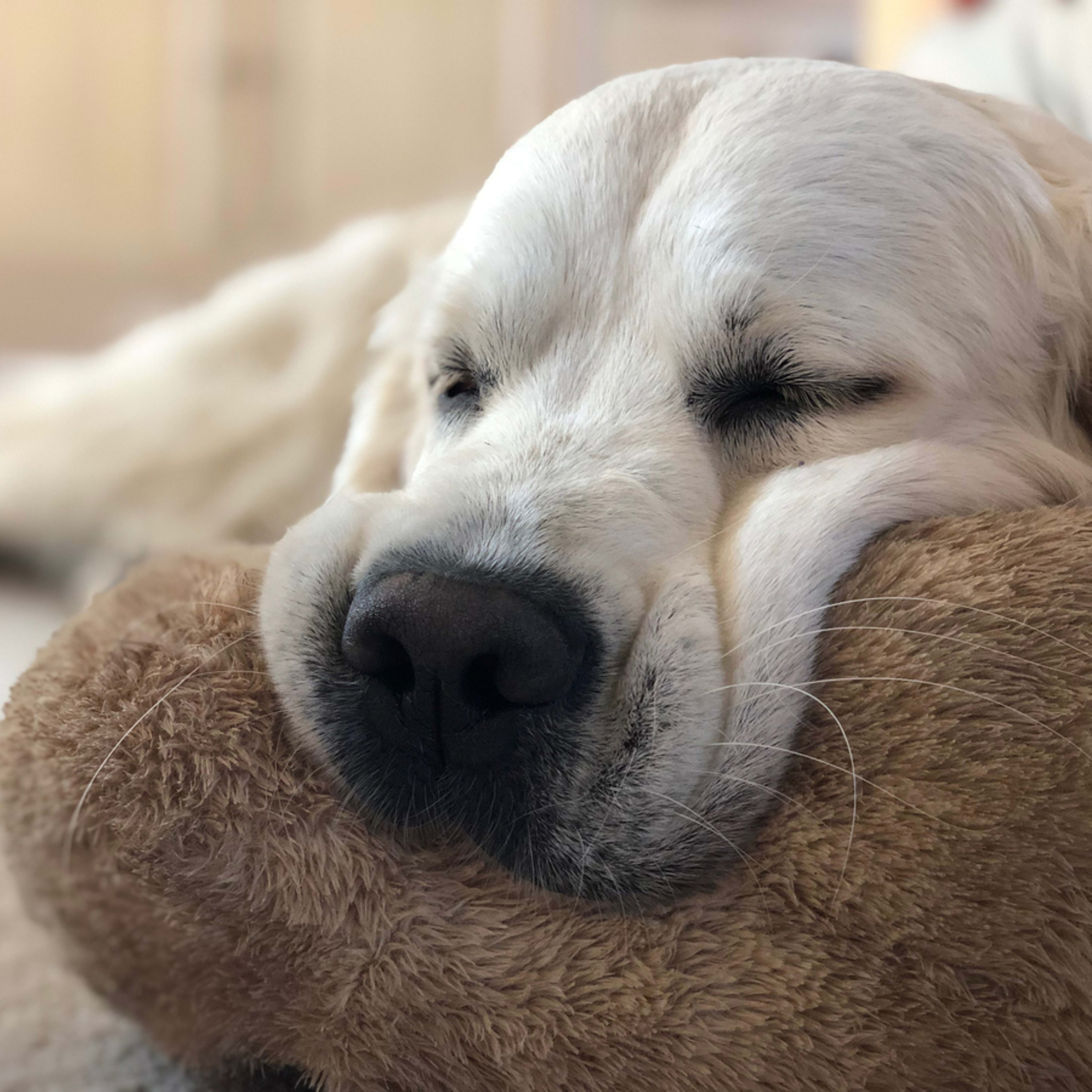 Corgi Refuses Pricey Swim Class by Remaining on Float and It's Too ...