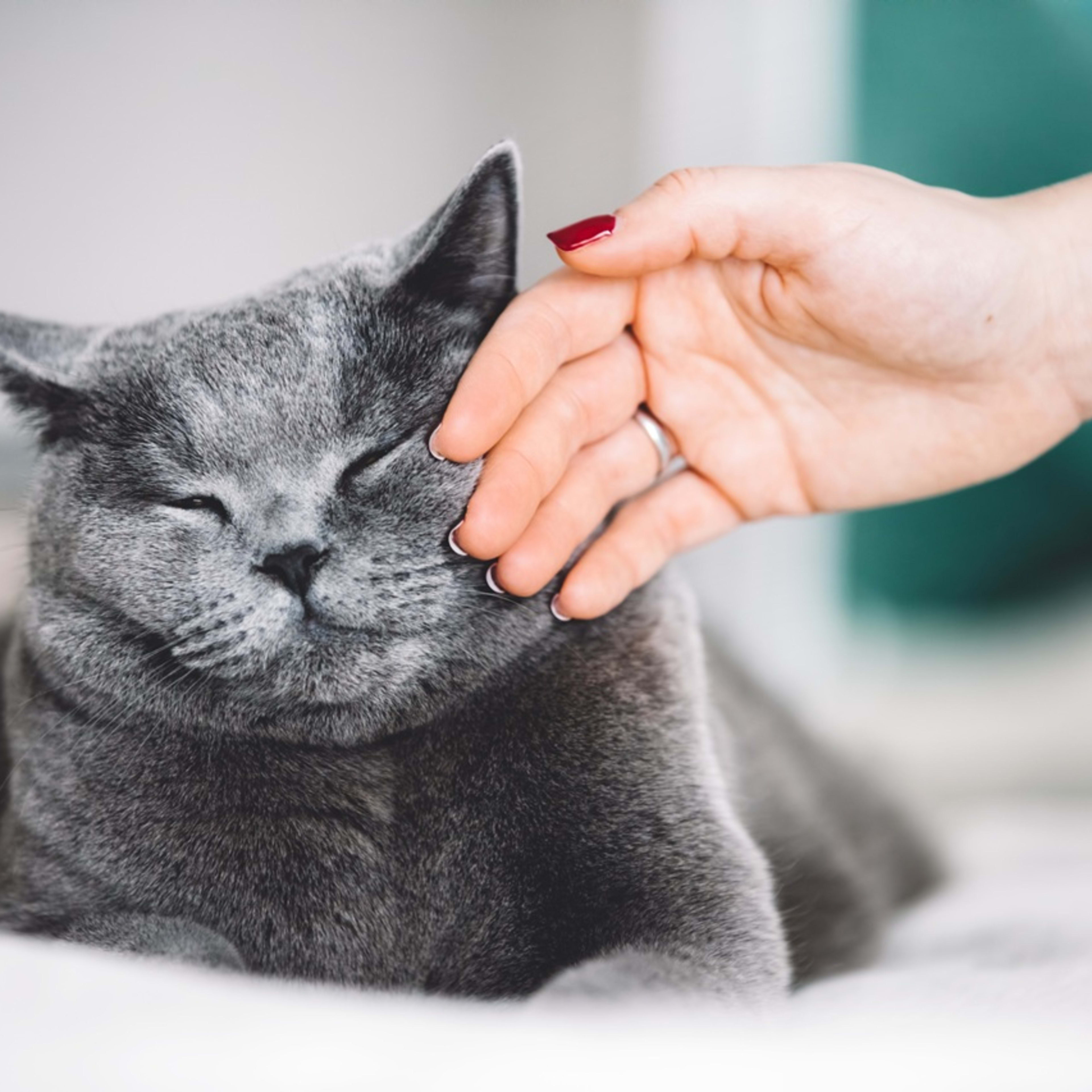 7 Signs Your Cat Considers You Their Hero, Says a Trainer - Parade Pets