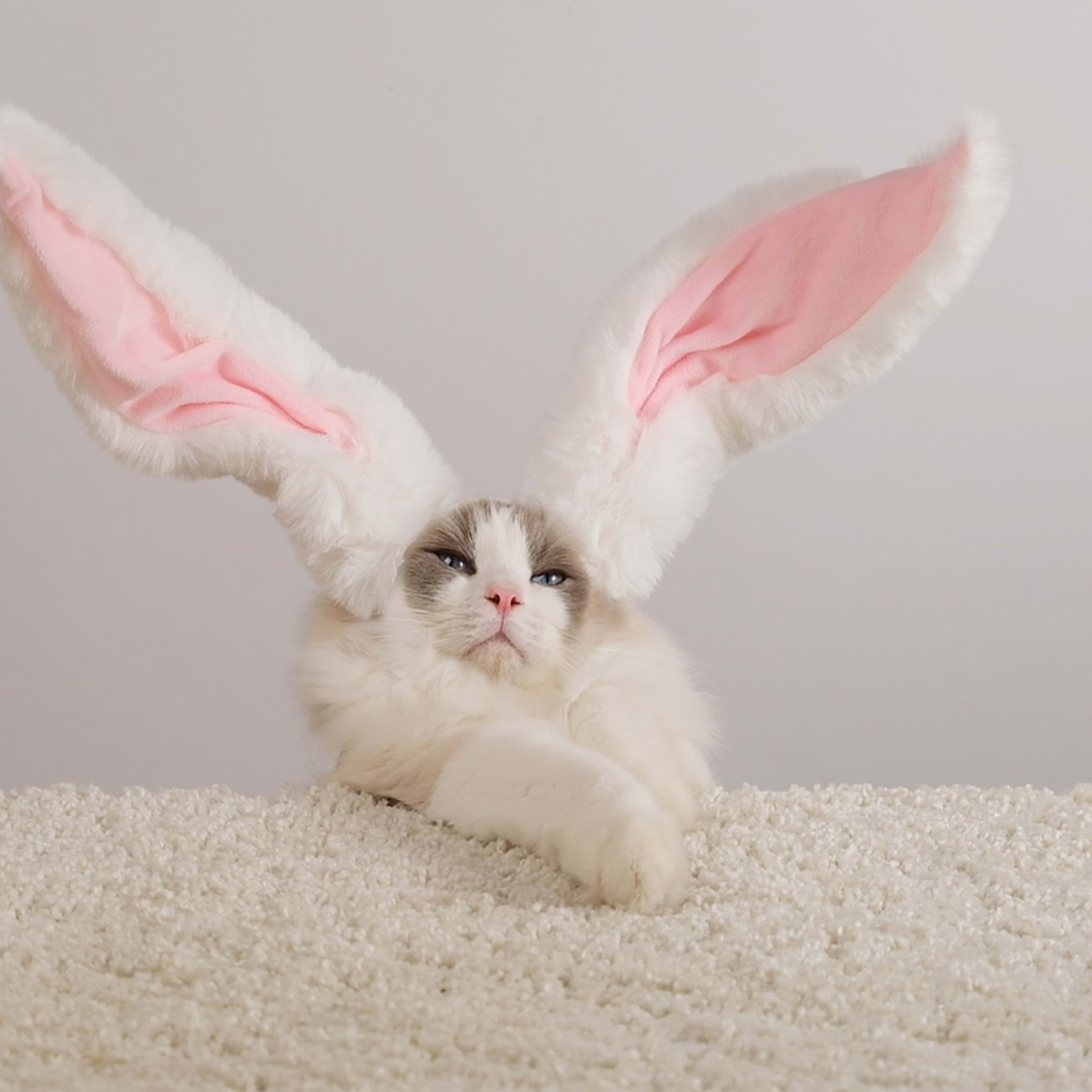 Cat Named 'Bunny' Legit Has Rabbit Feet and We Can't Unsee It - Parade Pets