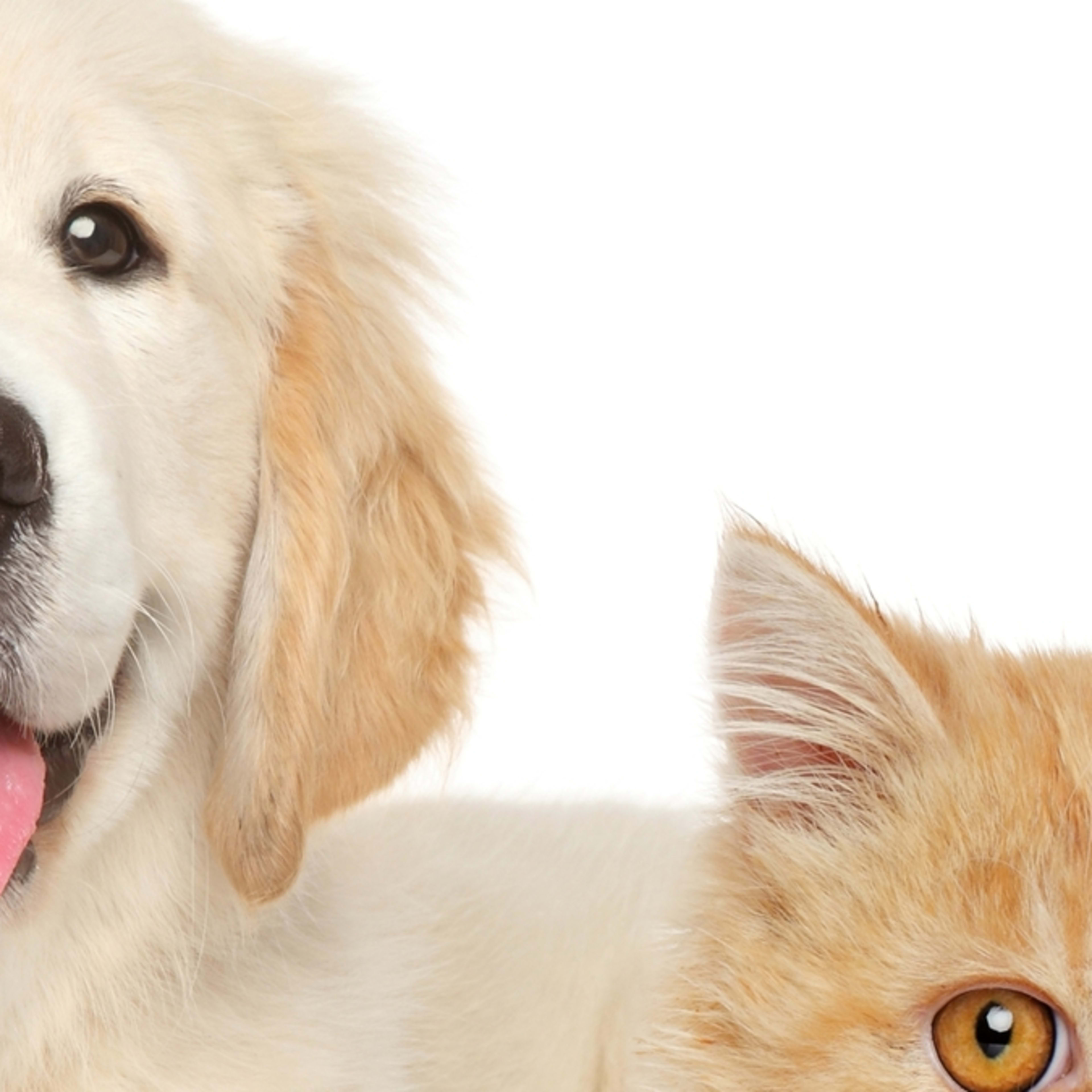 Hangry Golden Retriever on a Diet Puts on a Comical Show With Food Bowl ...