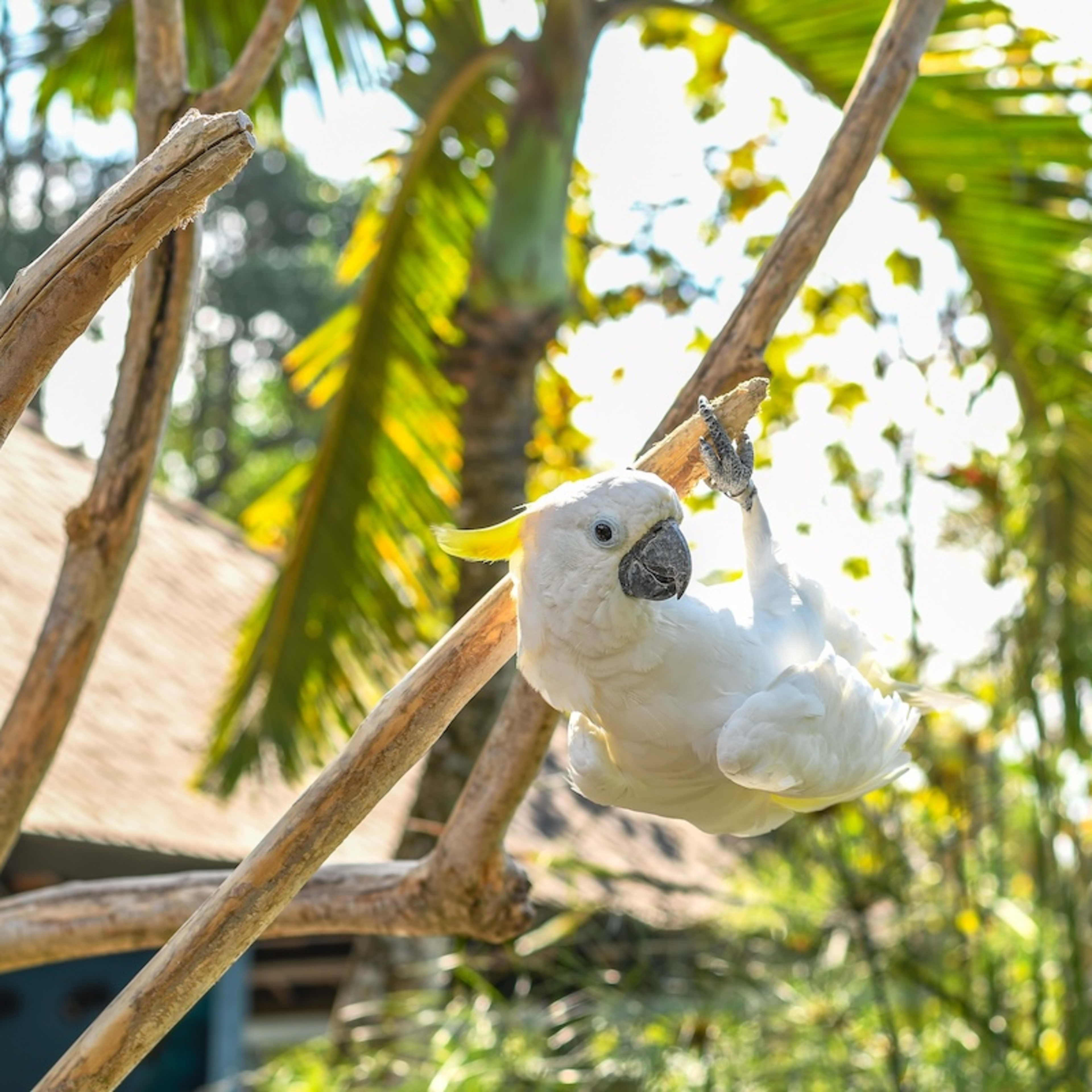 Samoyed's Human-Like Good Morning Hug for Dad Will Have You Amazed ...