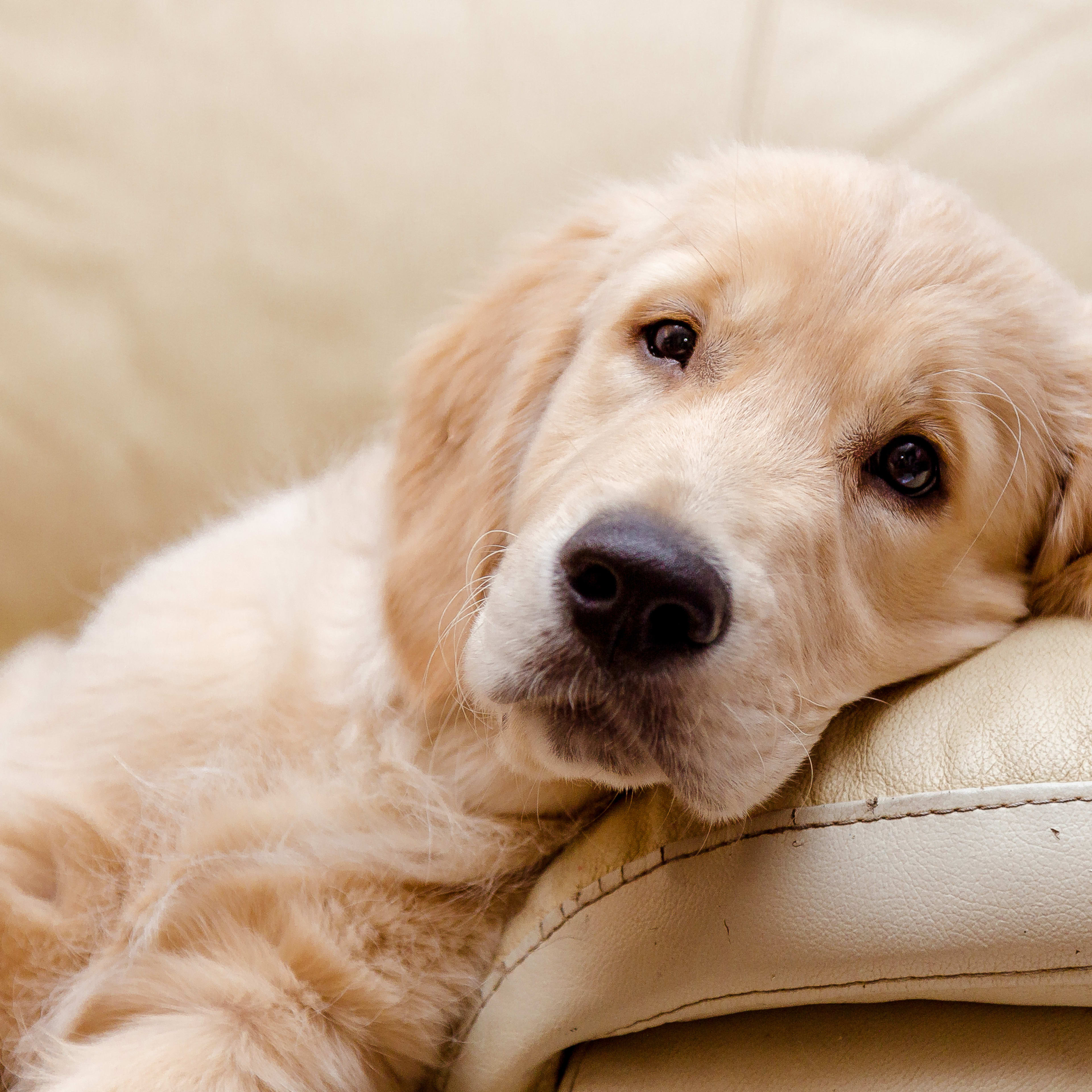 Huge White Cat With a Split Nose Looks Exactly Like Wilford Brimley ...