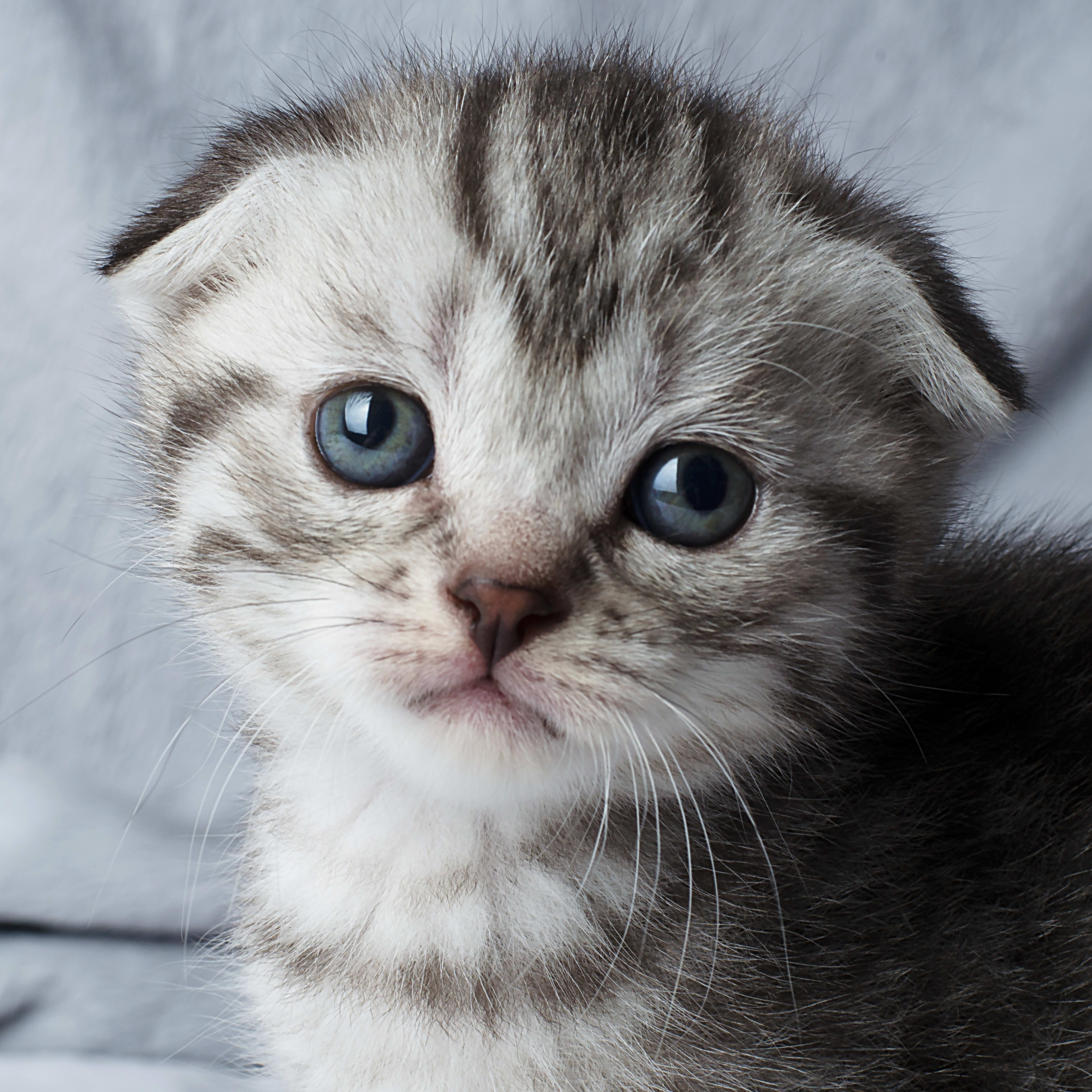 Golden Retriever Loves Stuffed Animals Like a Human Kid and It's Pure ...