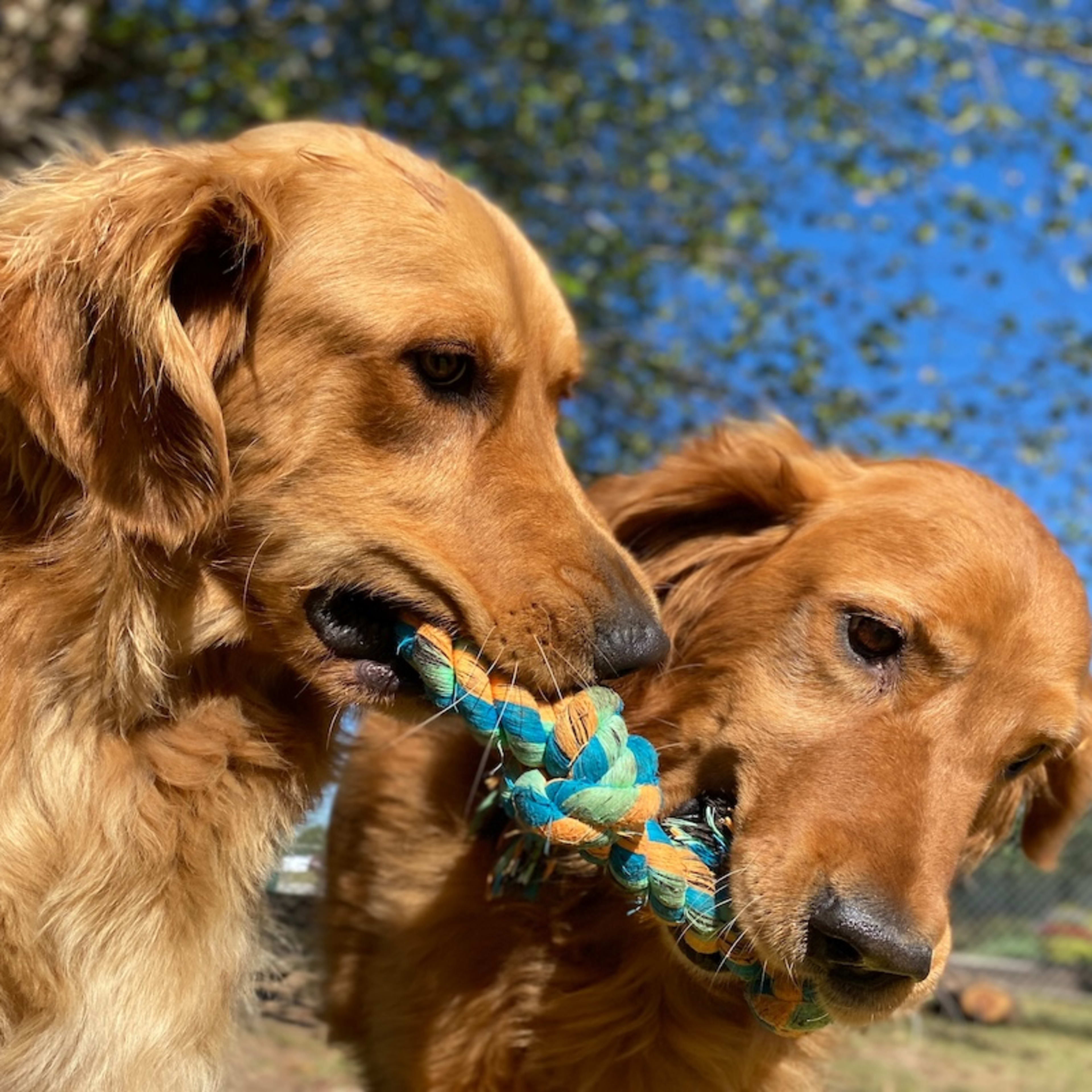 Golden Retriever Brothers' Standoff Over Toy Is So Real - Parade Pets