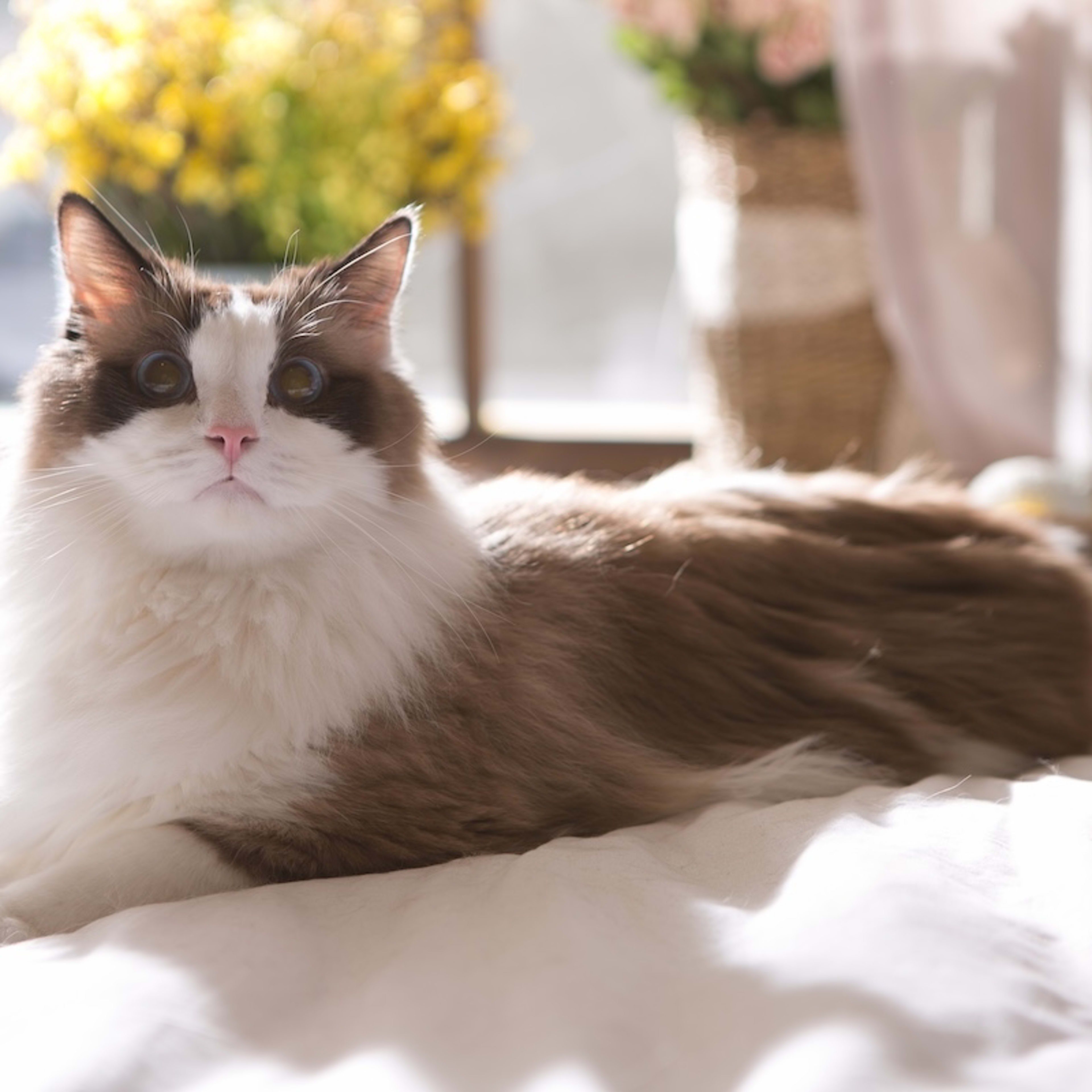 ‘Single Father’ Ragdoll Cat Guards His Baby With His Life - Parade Pets
