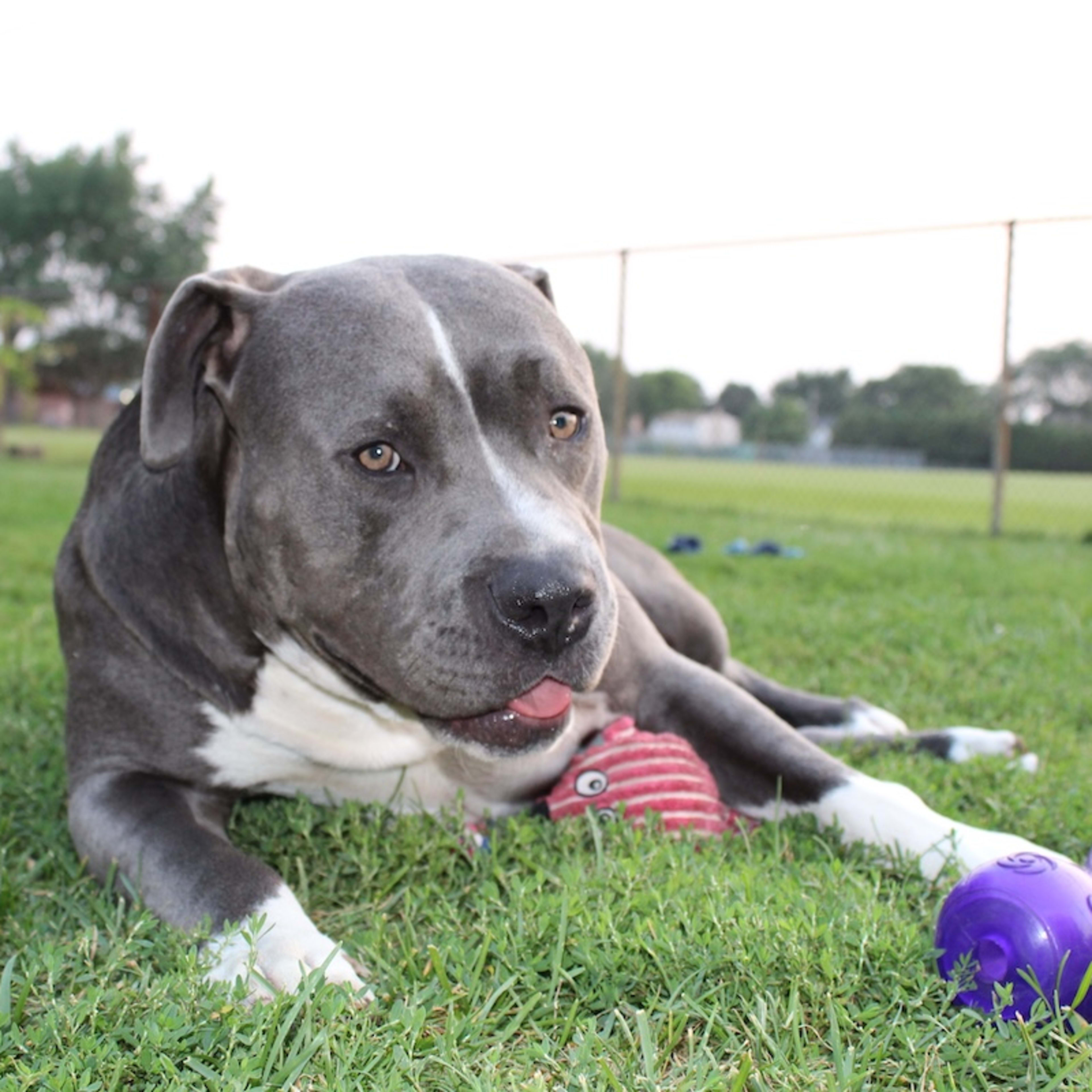 ‘Single Father’ Ragdoll Cat Guards His Baby With His Life - Parade Pets