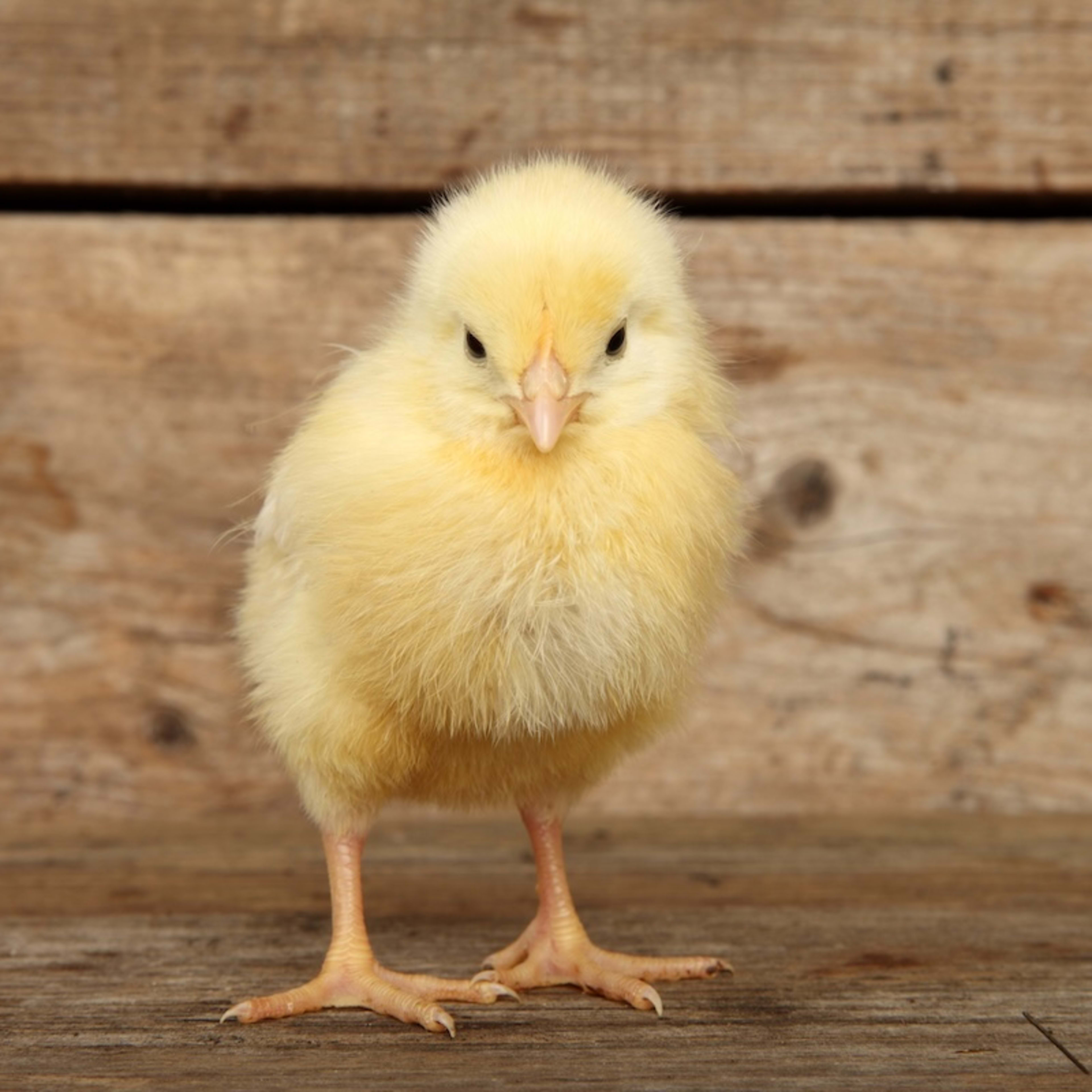 Bernese Mountain Puppy 'Making Biscuits' Like a Kitten Is the Sweetest ...