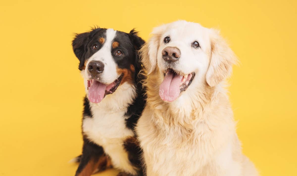 5 Black and White Dog Breeds (Friendly, Cute, Cuddly) - Parade Pets