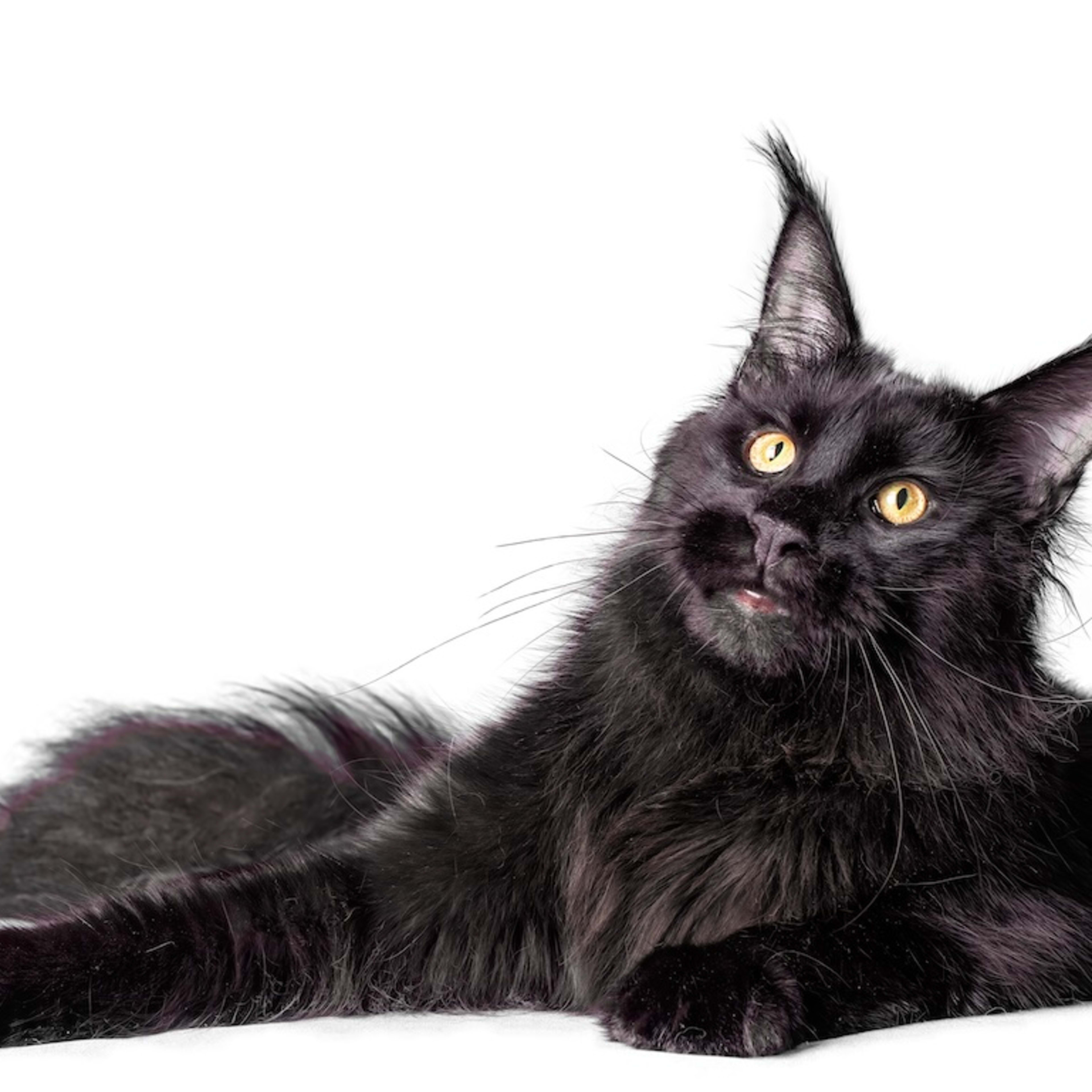 Giant Maine Coon Watching Her Babies Explore Is Peak Exhausted Mom ...