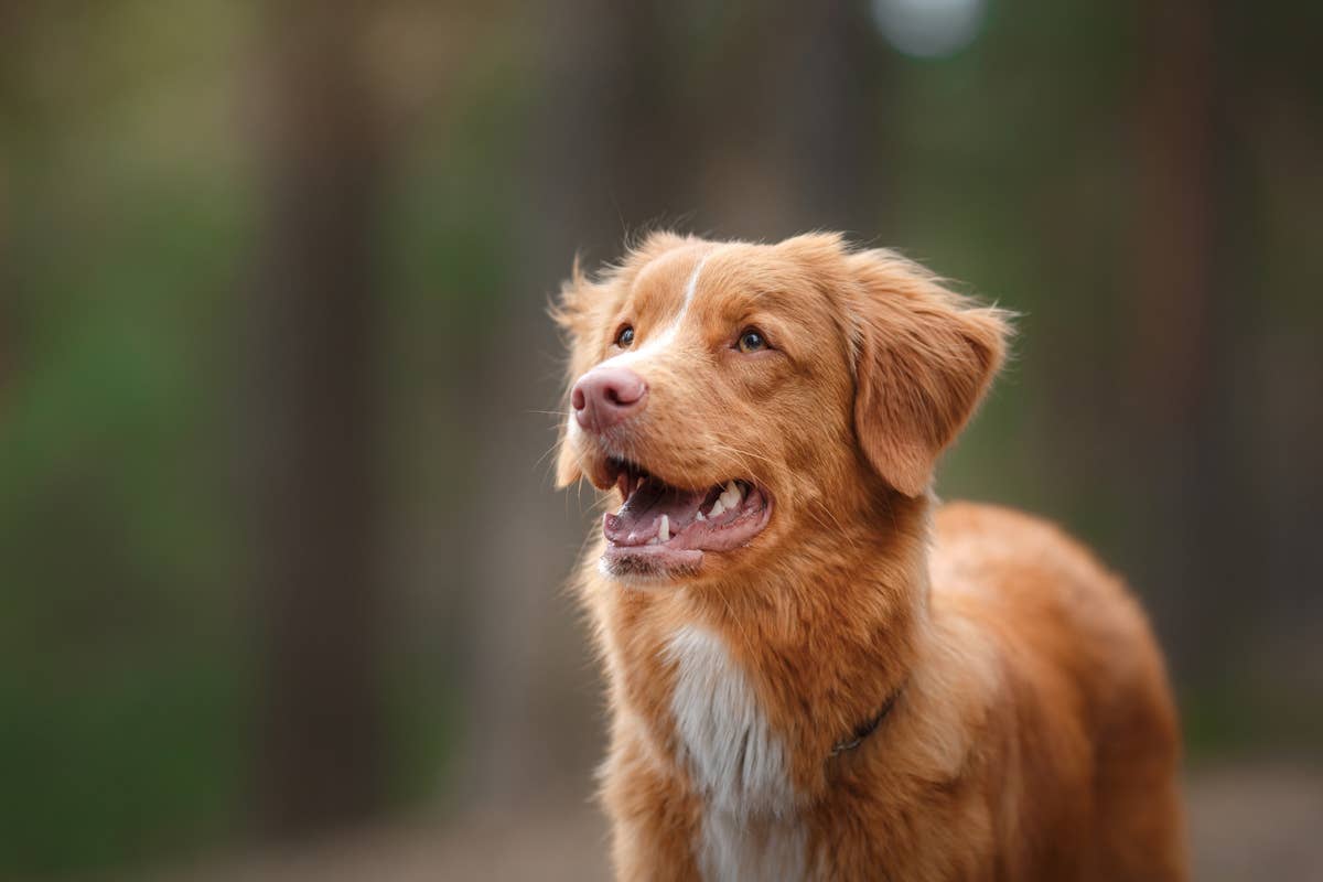 Sassy Dog Breeds: Traits & Care Tips From Experts - Parade Pets