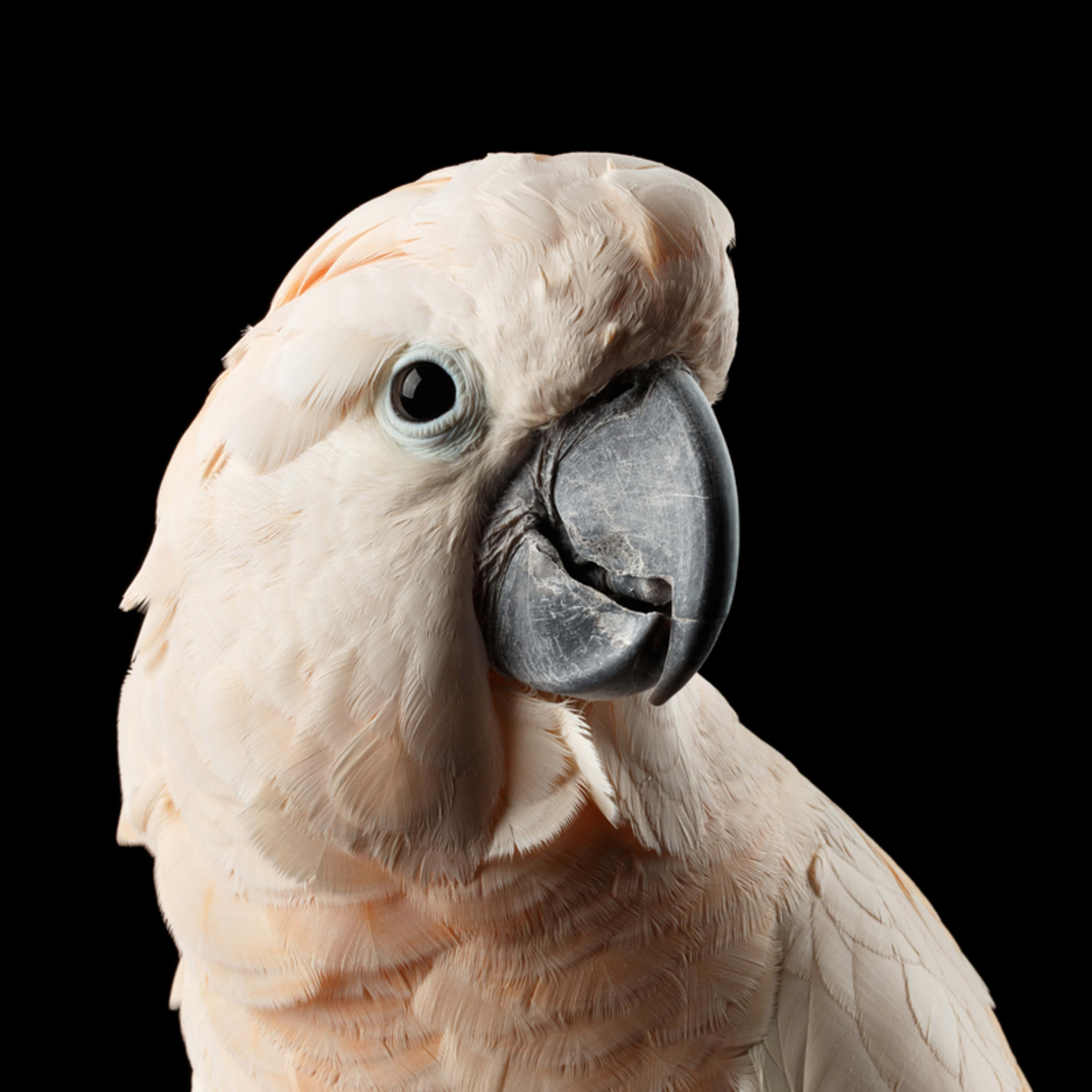 Cockatoo in Villain Era 'Scares' Mom With Hilarious Evil Laugh - Parade ...