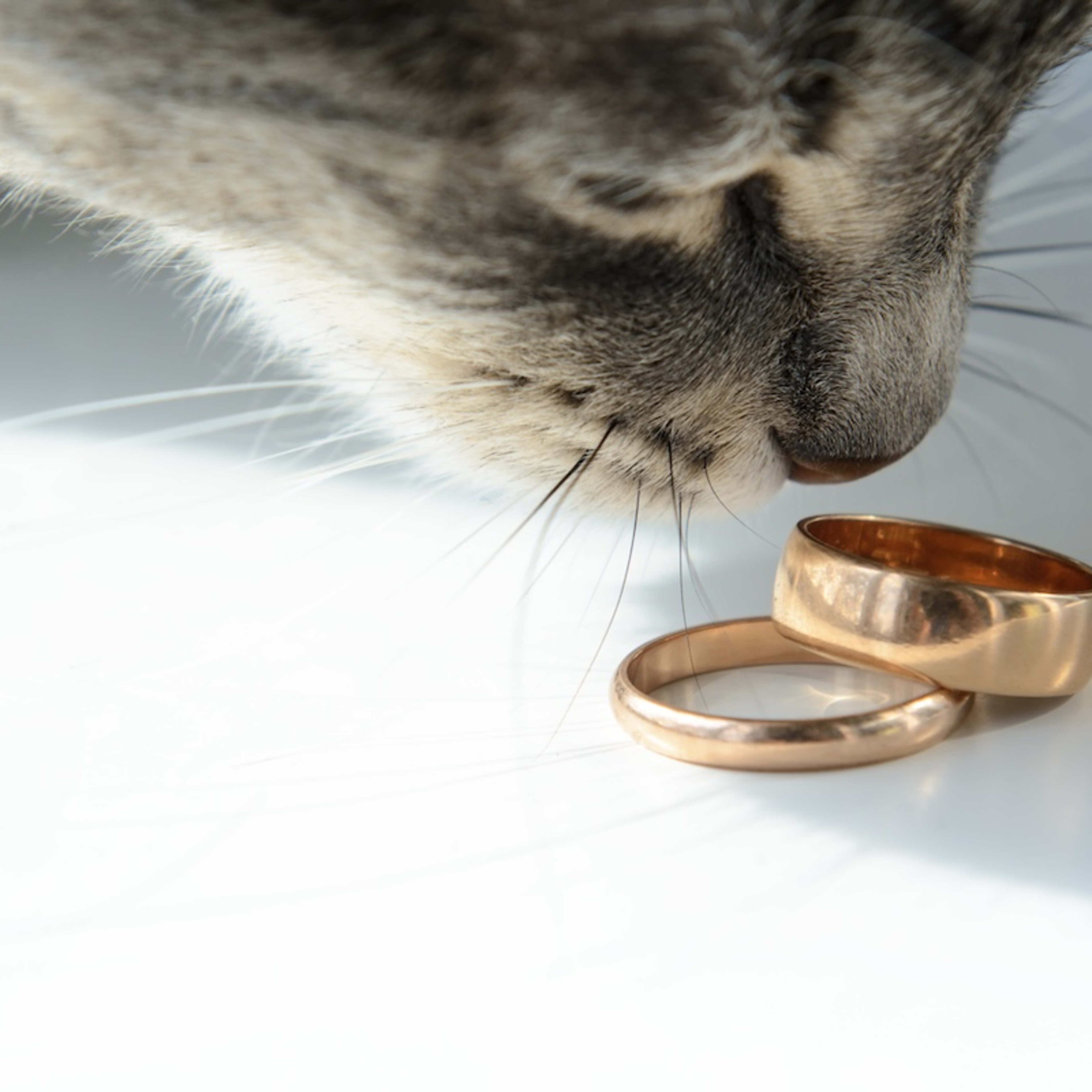 World's Oldest Living Cat Hits Impressive Age Milestone - Parade Pets