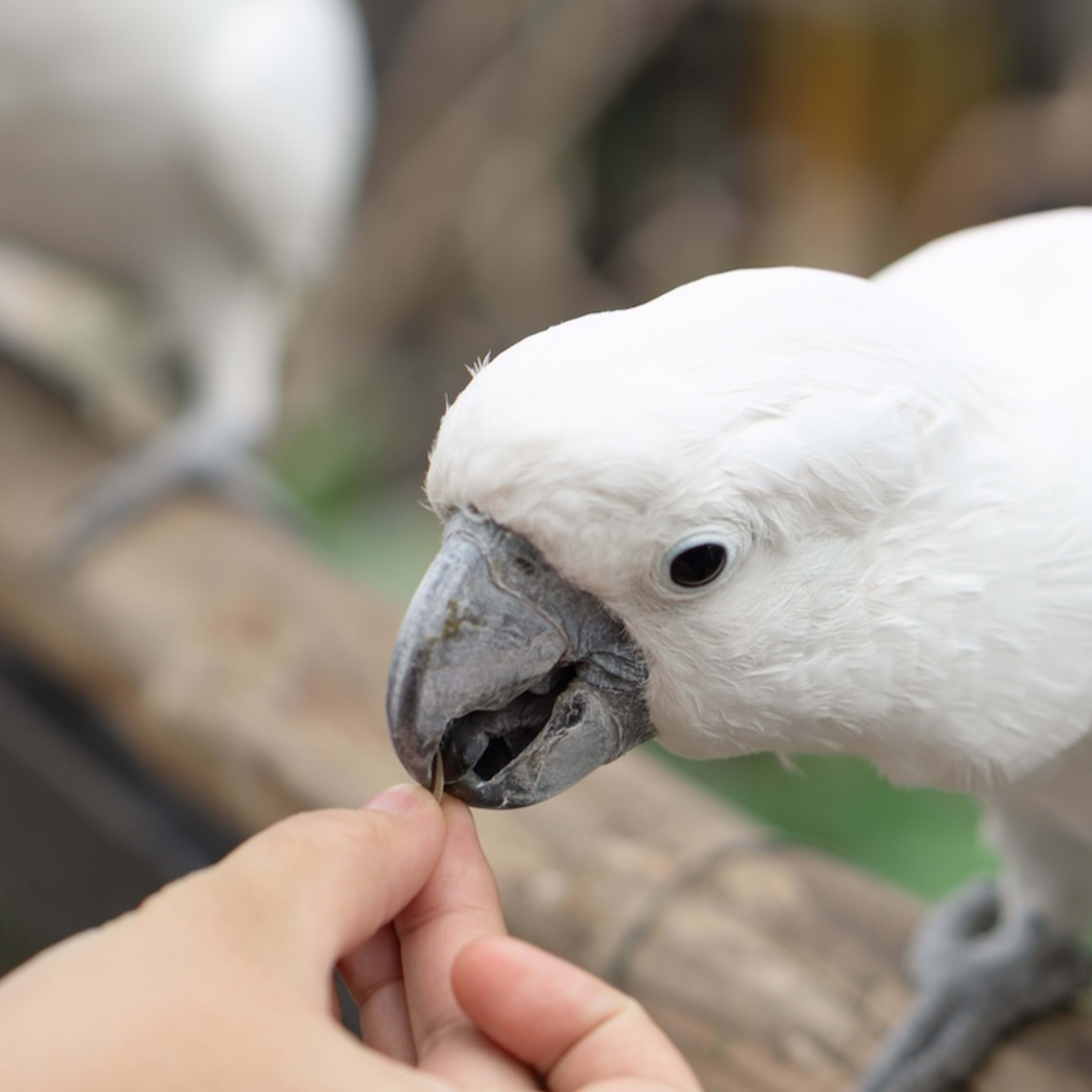 Cockatoo in Villain Era 'Scares' Mom With Hilarious Evil Laugh - Parade ...