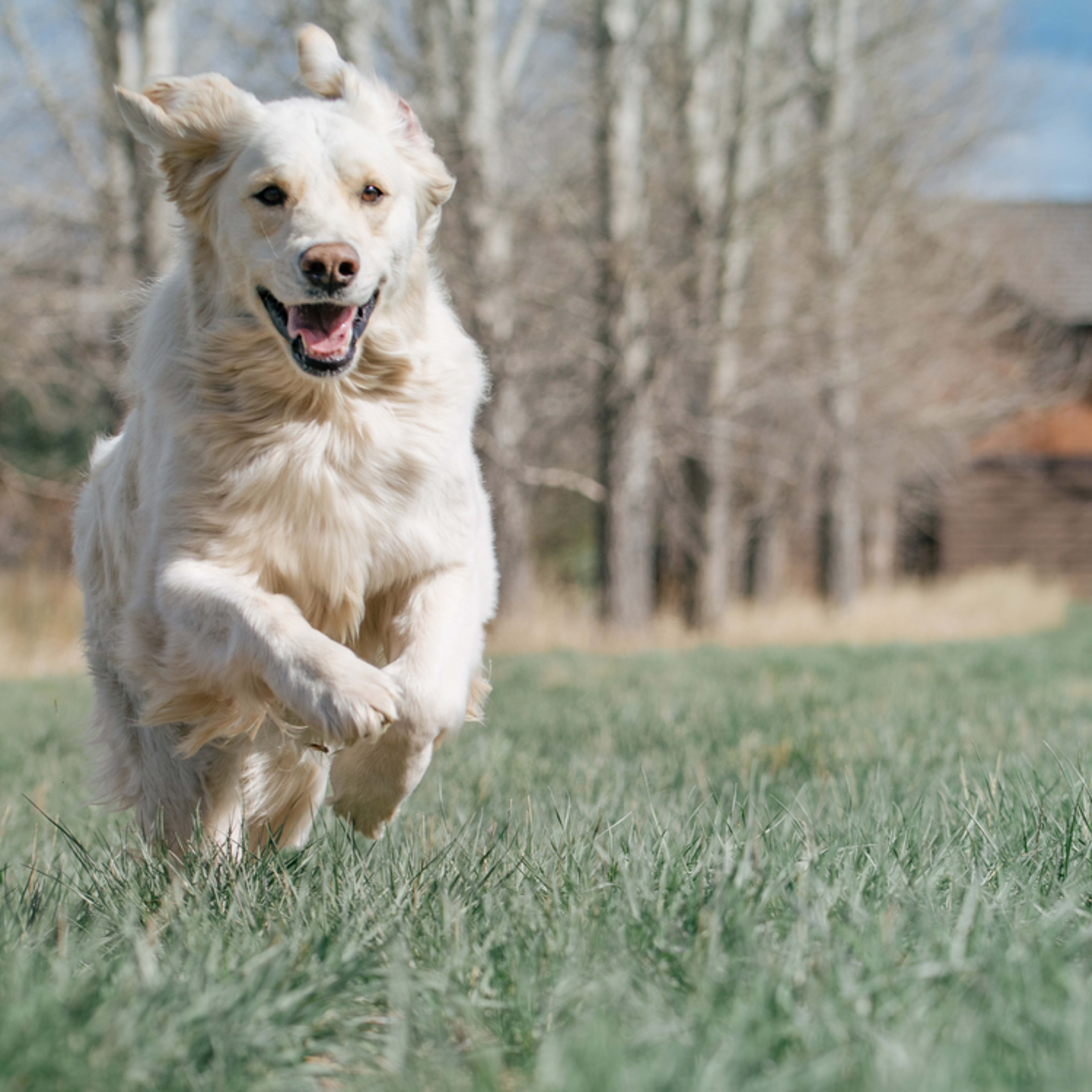 English Cream Golden Retriever Ignores Dad's 'No Mud' Rule With Zero ...