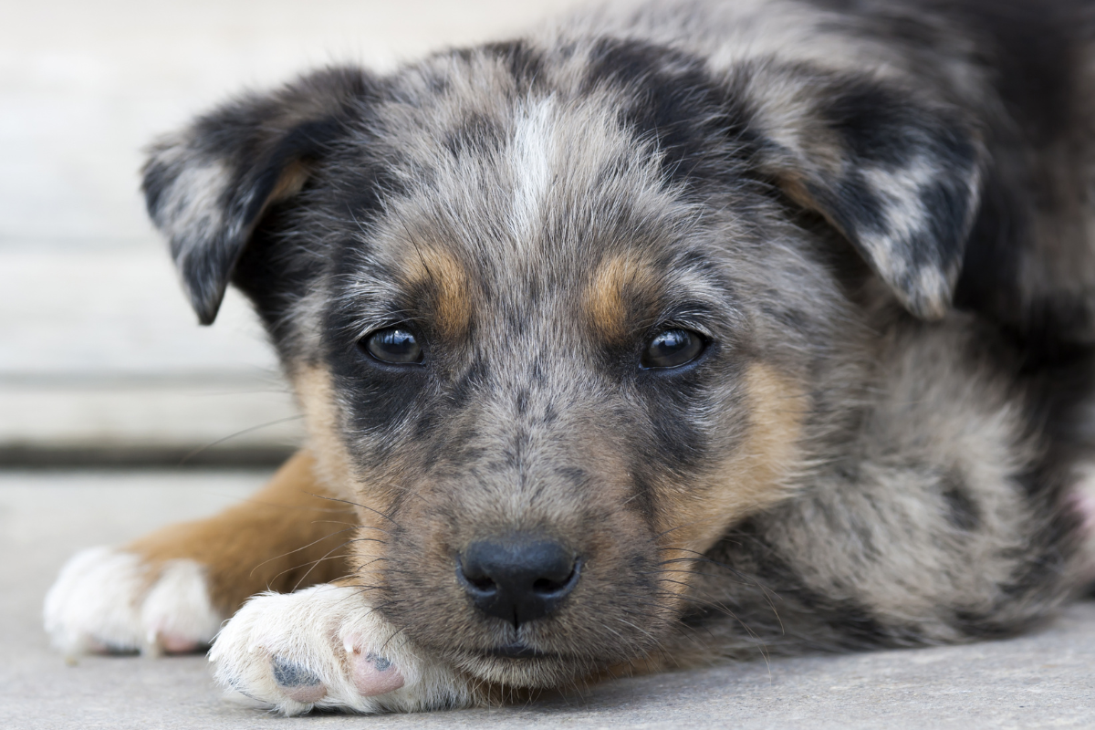 Rare Bernese Mountain-Corgi Mix Puppy Has Everyone Smitten - Parade Pets