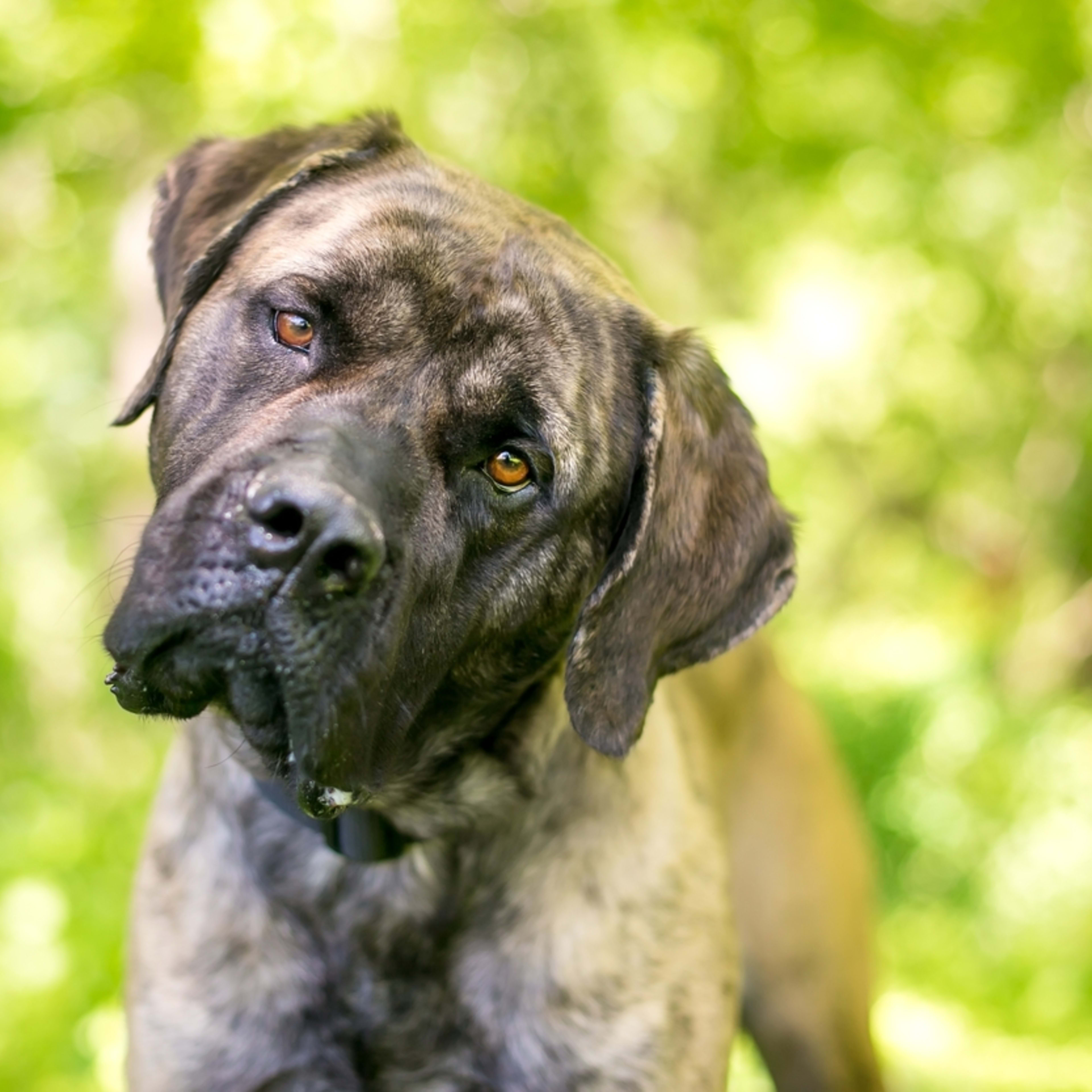 Cane Corso Is the Picture of Confusion Every Time Husky Sibling Gets ...