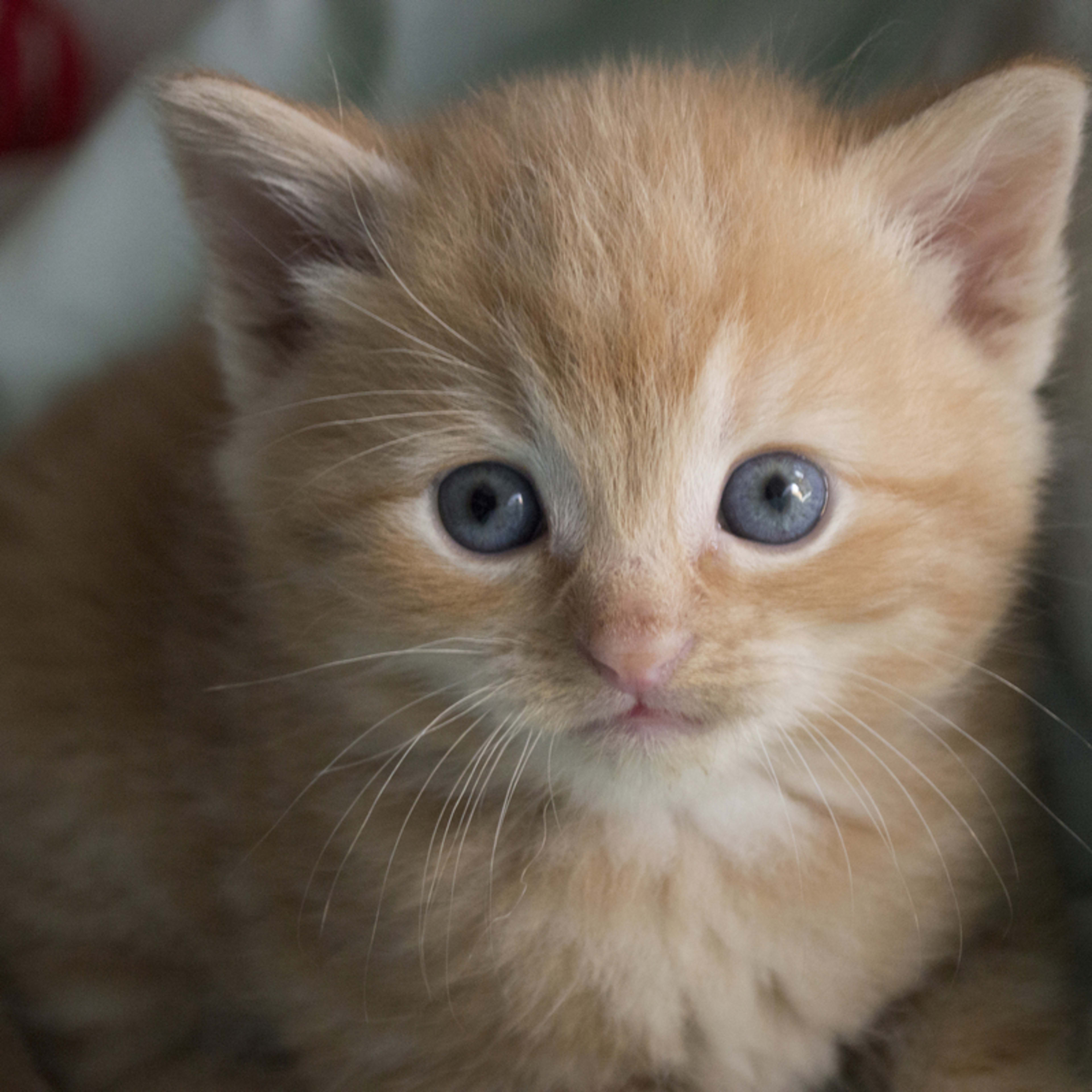 Maine Coon Cat Fiercely Guarding Tiny Foster Kitten Is the Ultimate ...