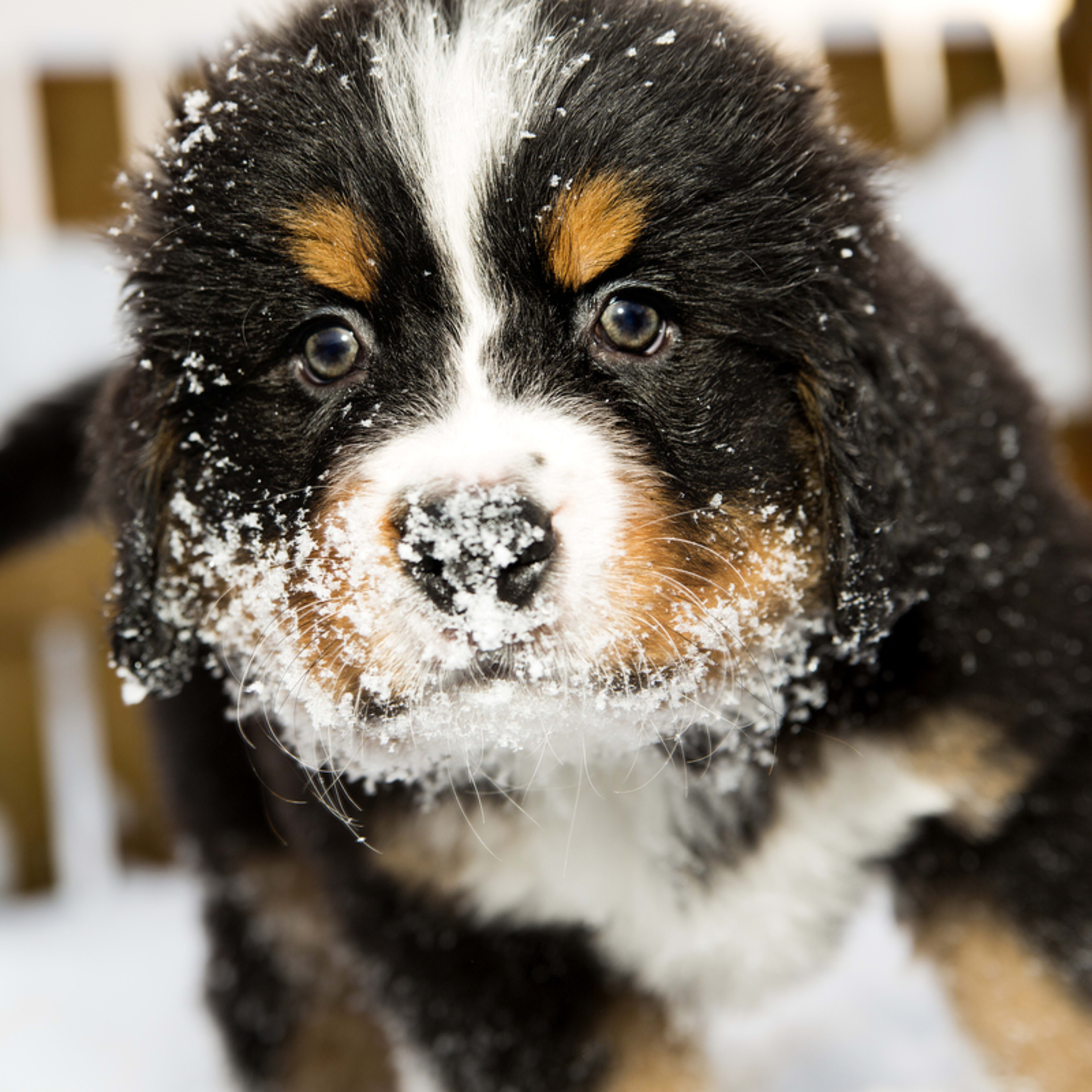 Bernese Mountain Dog Puppy's Huge Paws Were 'Made for Drumming' and We ...