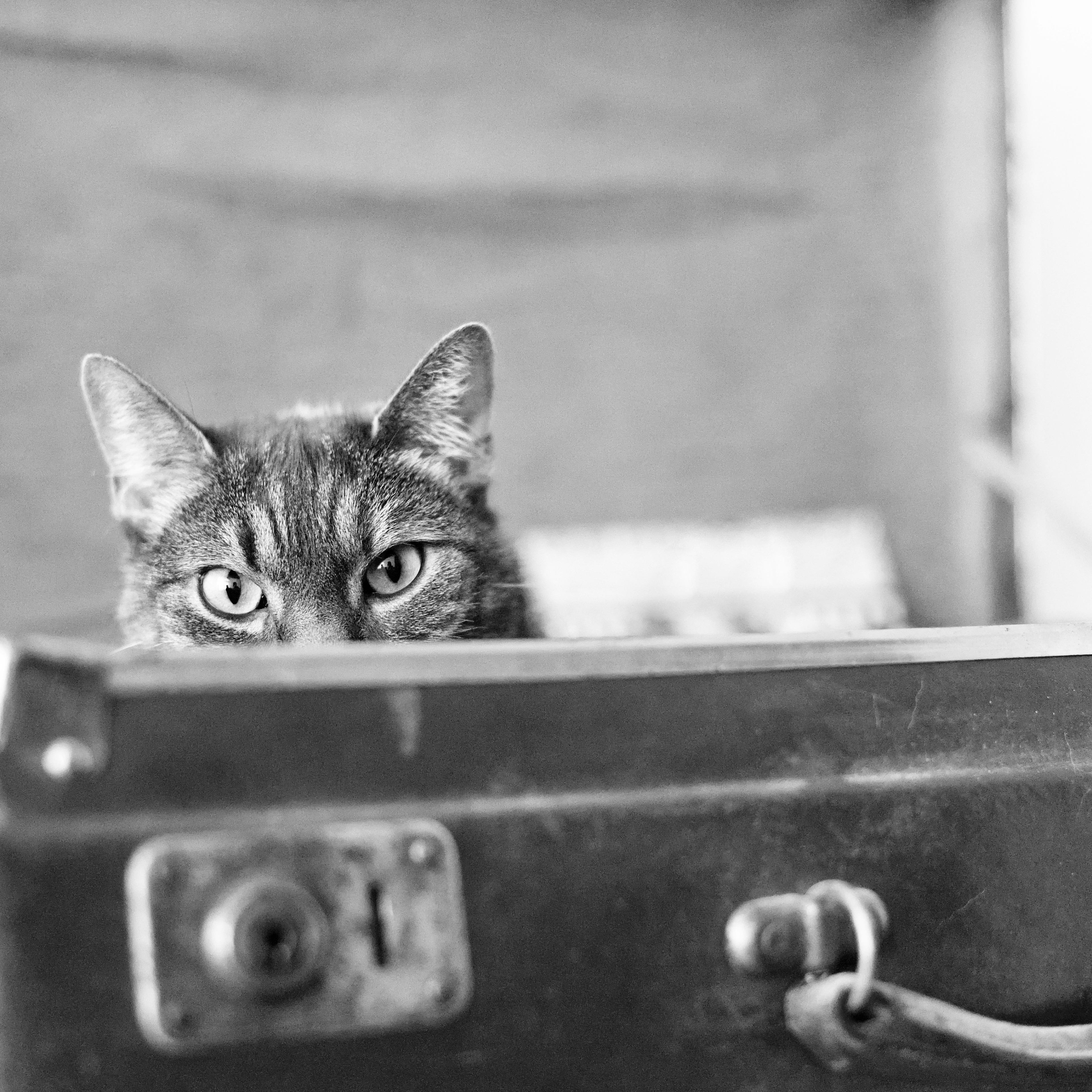 Cat 'Protests' Human Sister Returning to College in the Sweetest ...