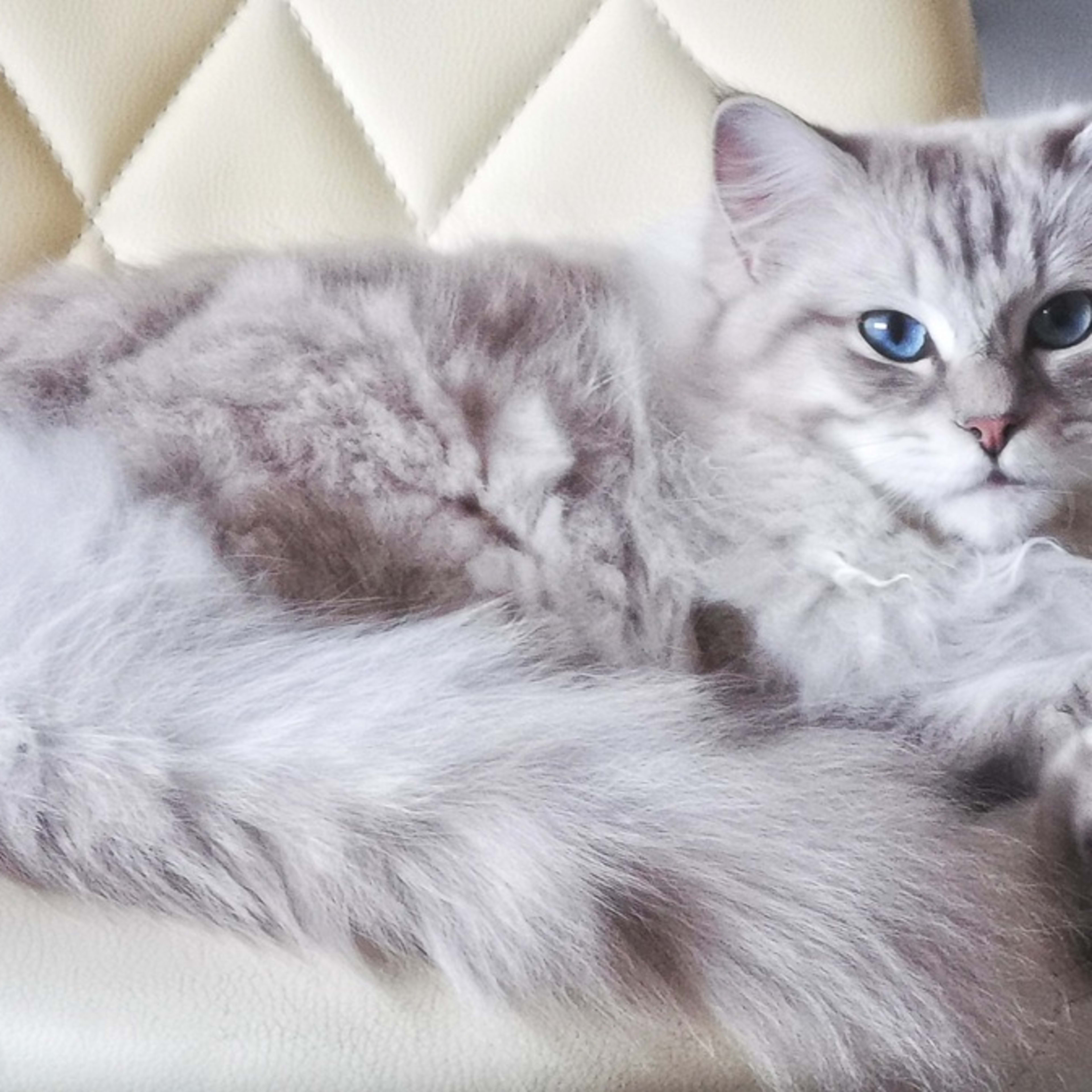 Fluffy Chow Chow Puppy is the Most Ticklish Teddy Bear We've Ever Seen ...