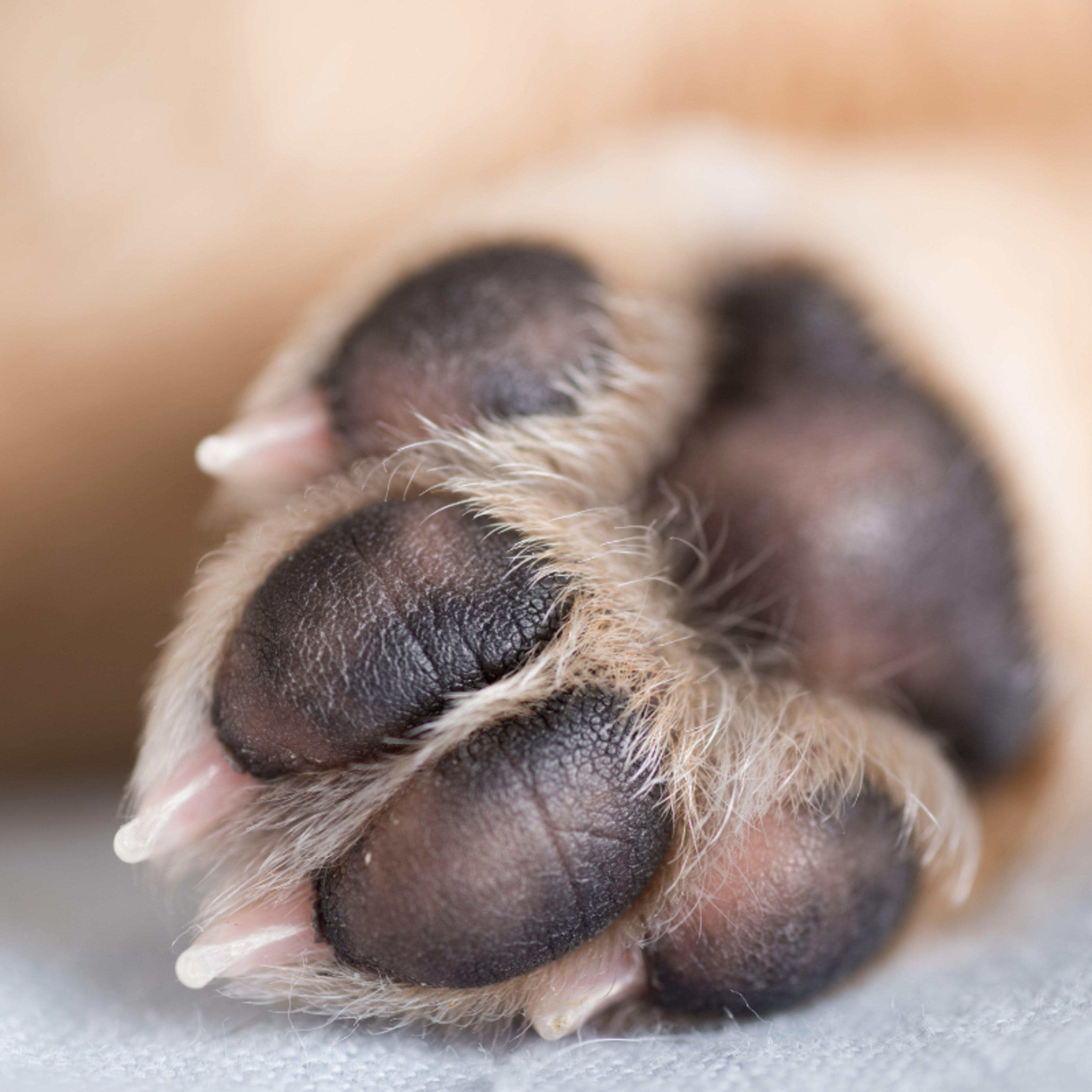 Cane Corso’s Stunning Rare Color Makes Him Look Like a Literal Statue ...