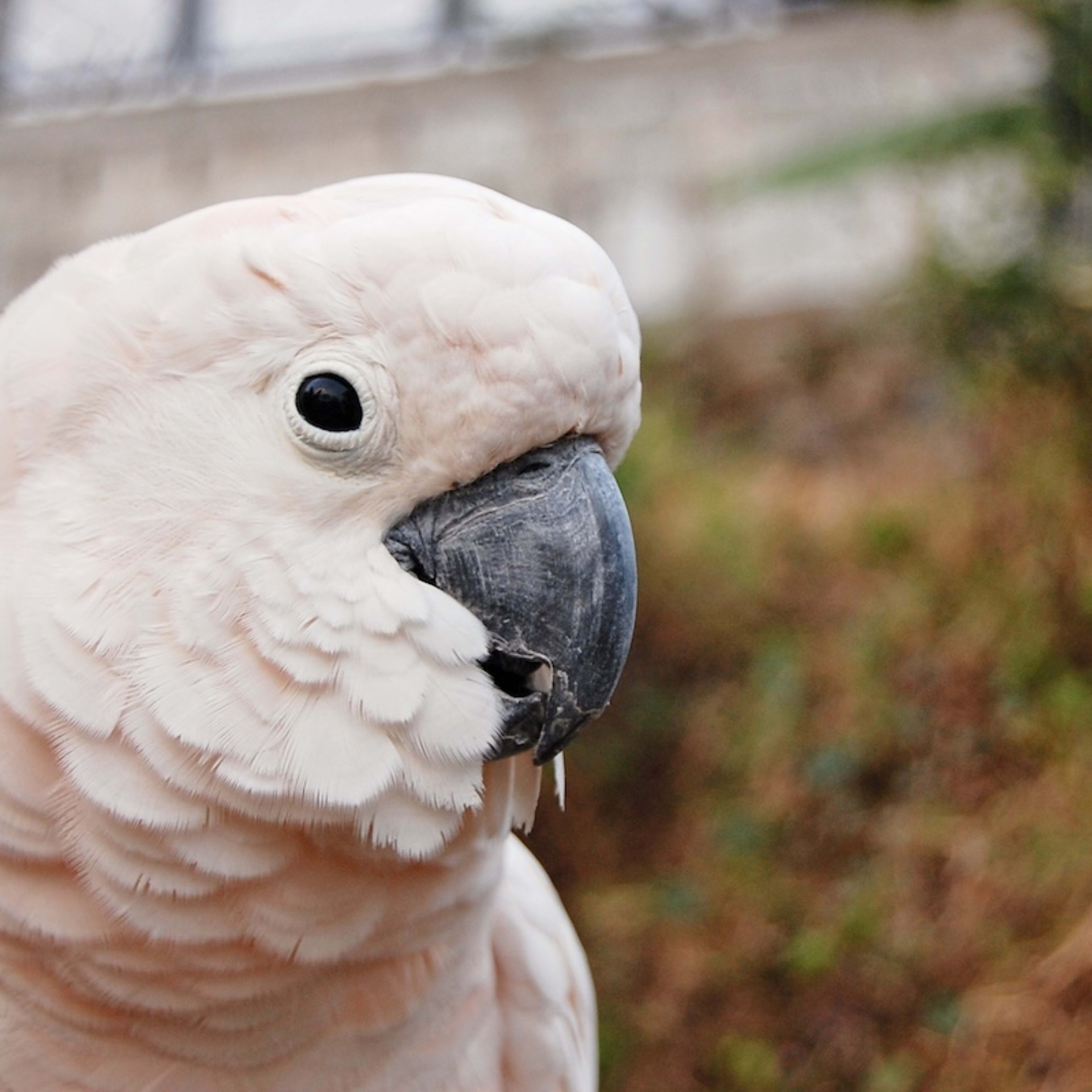 Cockatoo’s First Laugh After Rescue Has Hearts Melting - Parade Pets