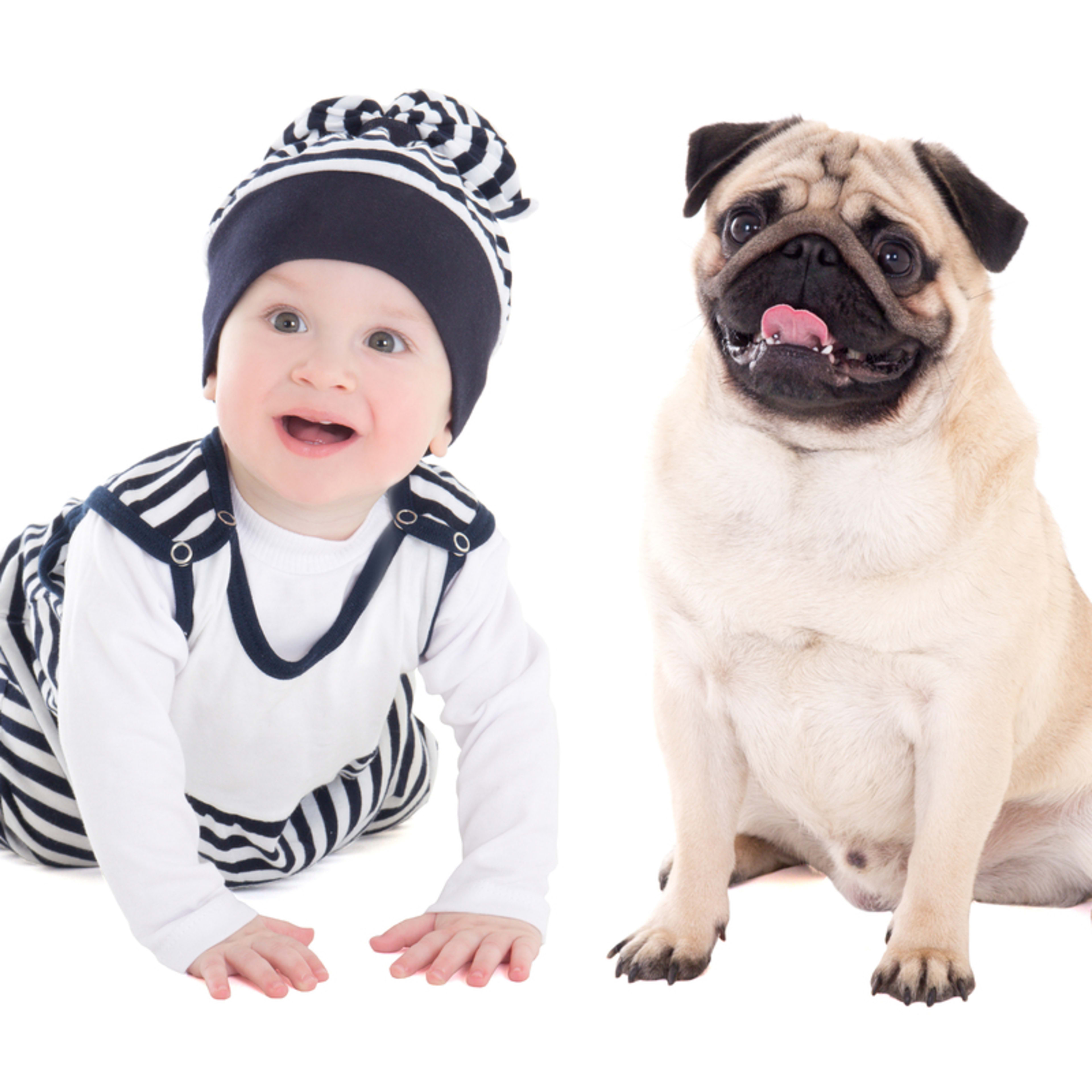 Baby Does First 'Gut Laugh' Thanks to Pugs' 'Scandalous' Behavior and ...
