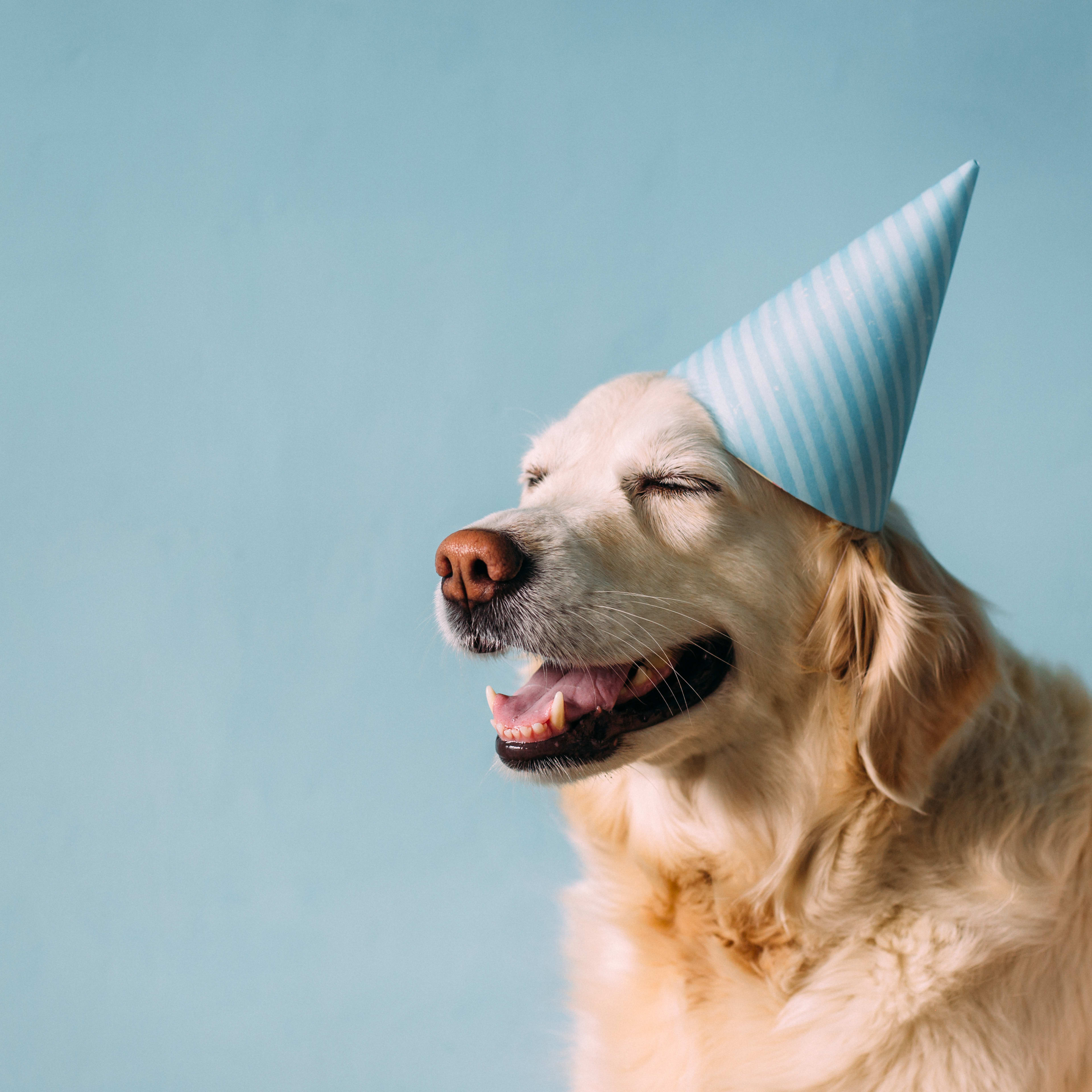 Golden Retriever Reunites With Mom and Brothers for His Birthday and ...