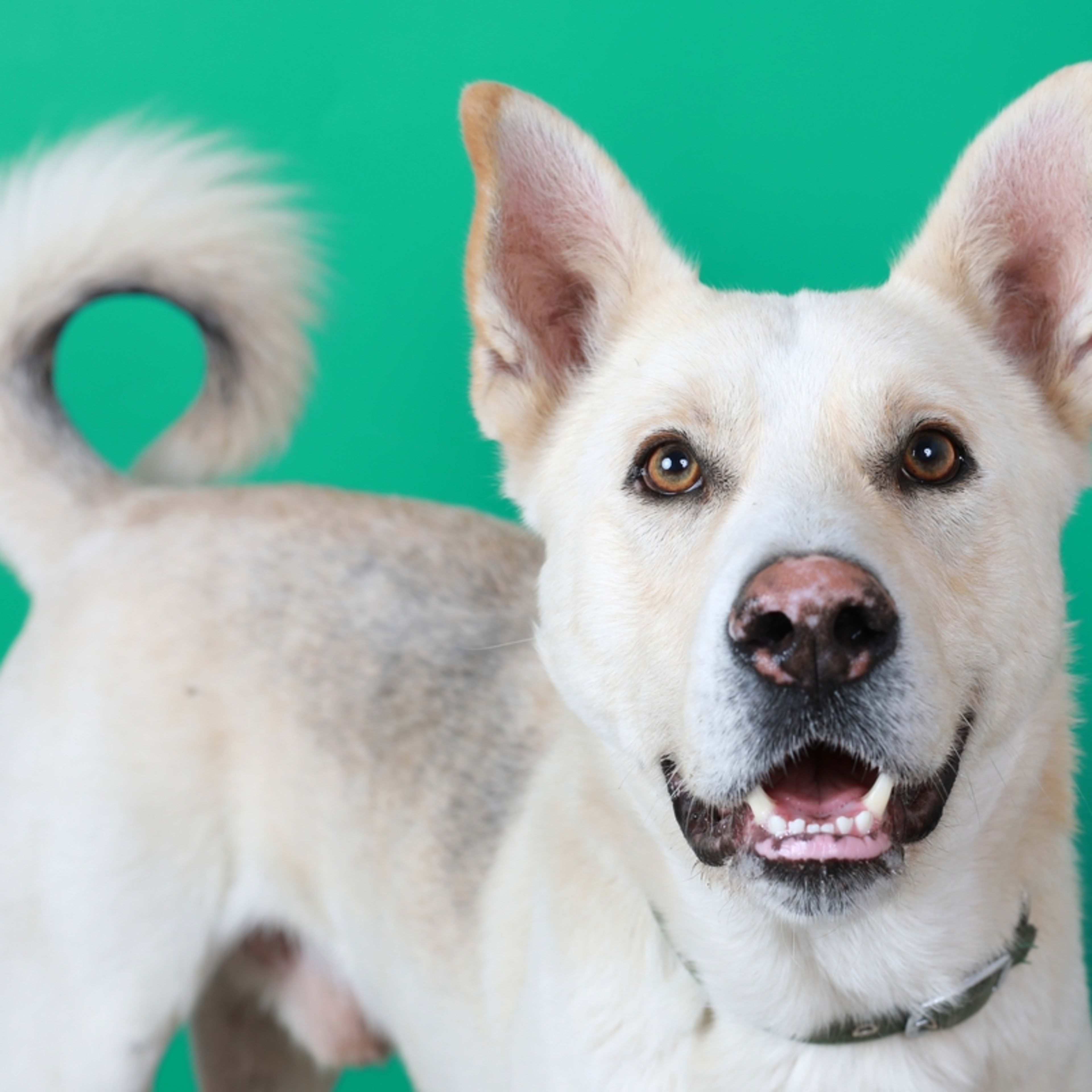 Husky Mix Pouts Like a Human After a Bath and It's Hilarious - Parade Pets
