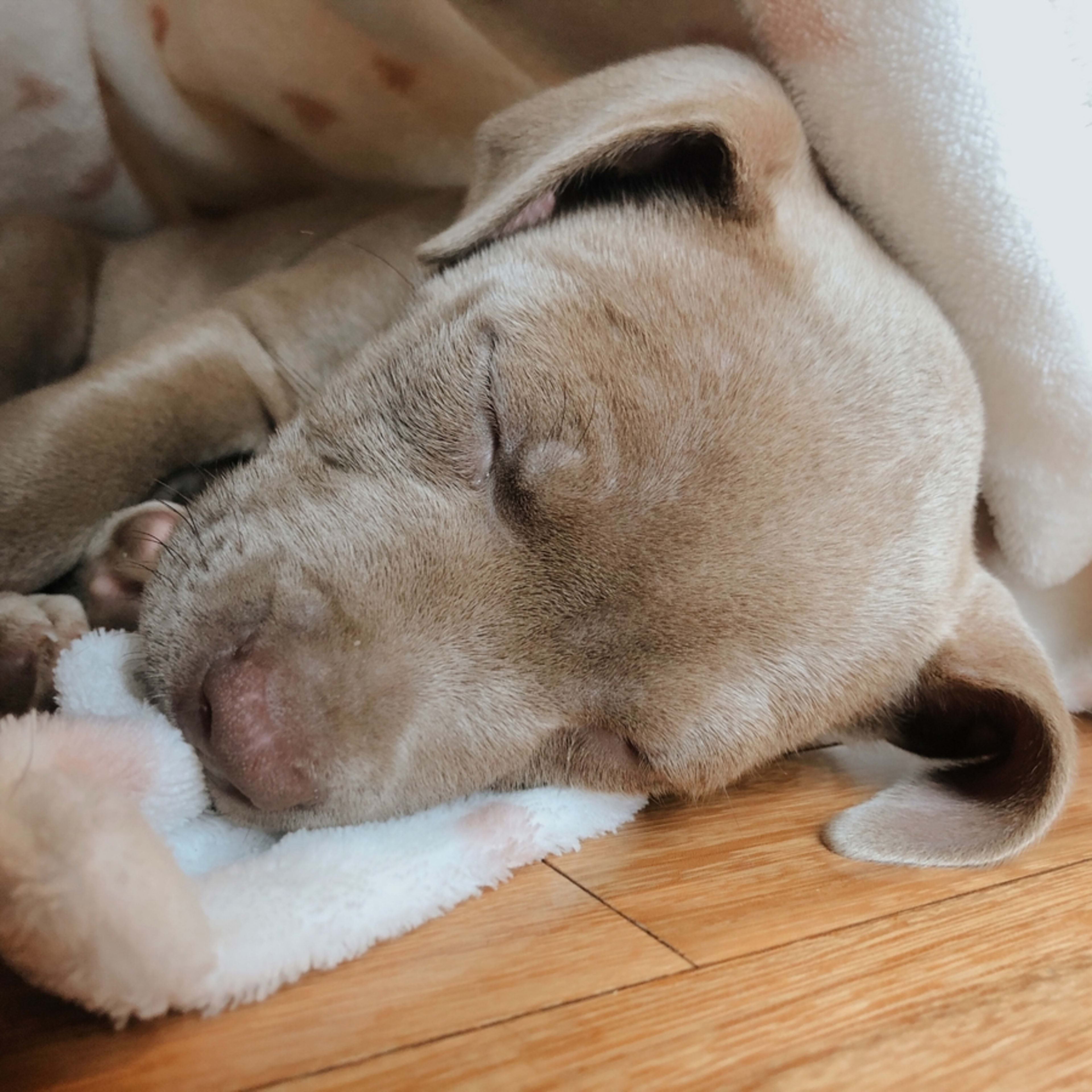 Mother Cow Lets Shivering Cat Cuddle Her Calf in Frigid Temps and It's ...