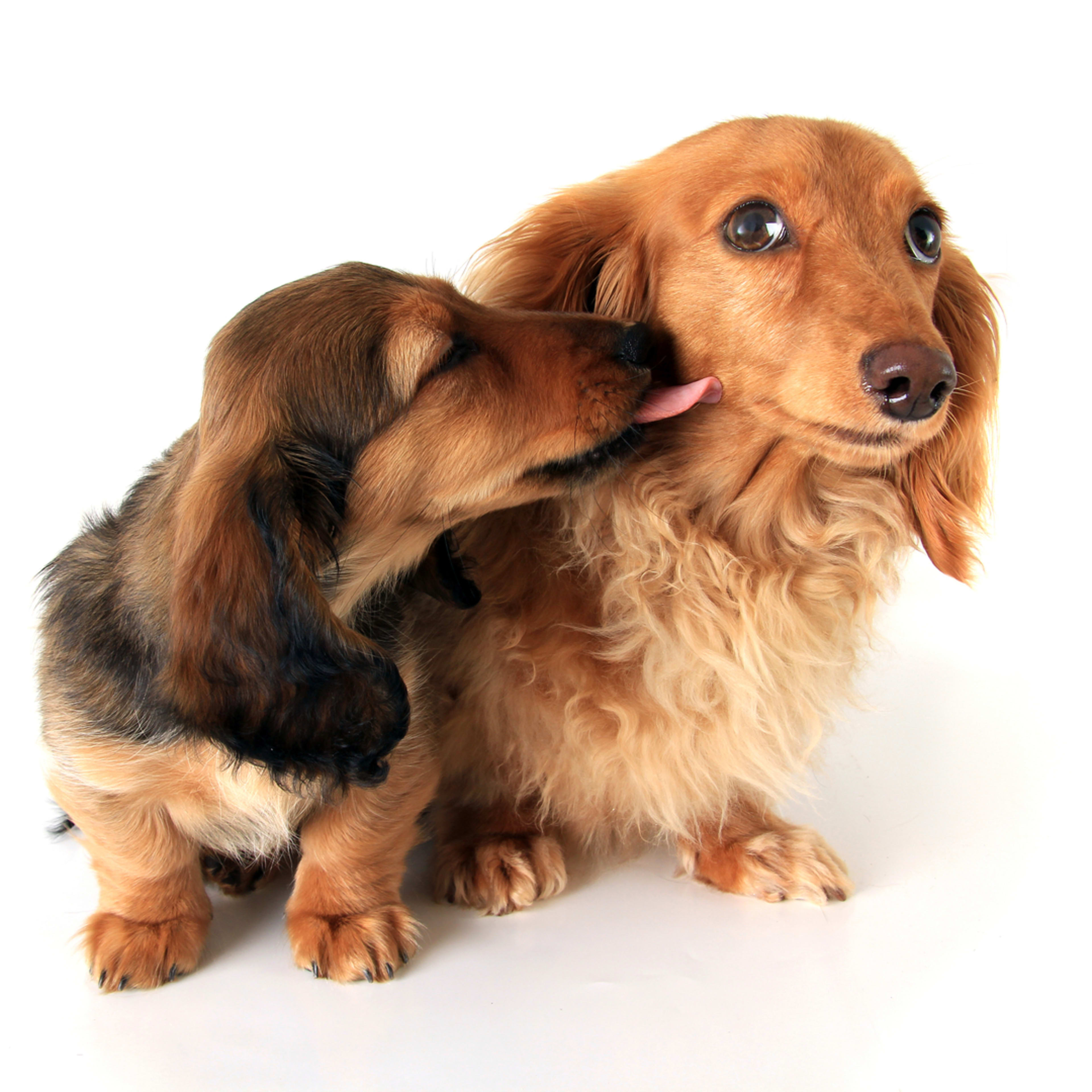 Dachshund Teaches Her Mini-Me Little Sister How To Let Everyone Know ...