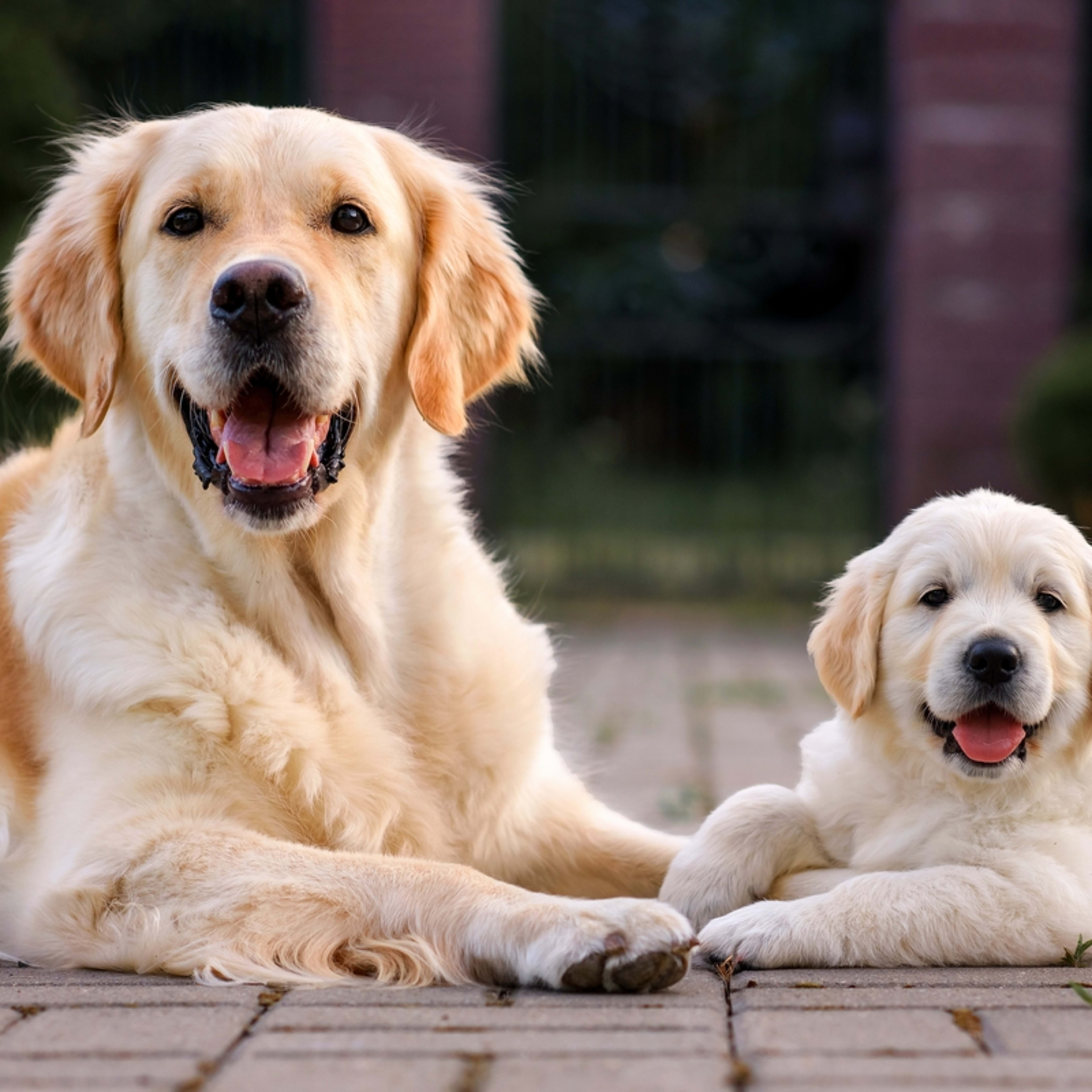 Golden Retriever Dad Getting Smothered With Puppy Kisses Is Cuteness ...